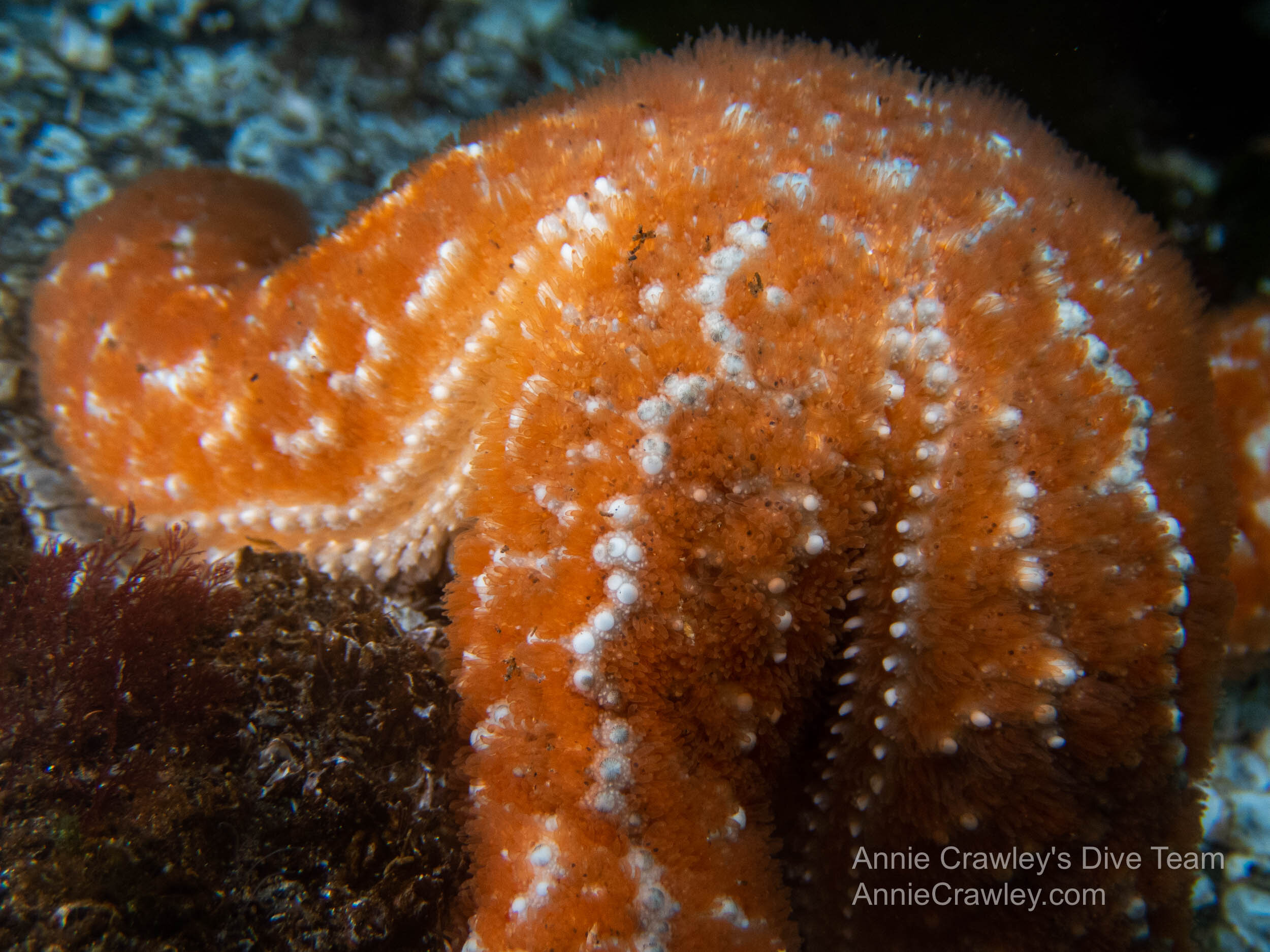 Below the Surface—Edmonds WA—PNW—Santiago Ramirez—PADI Ambassadiver ...