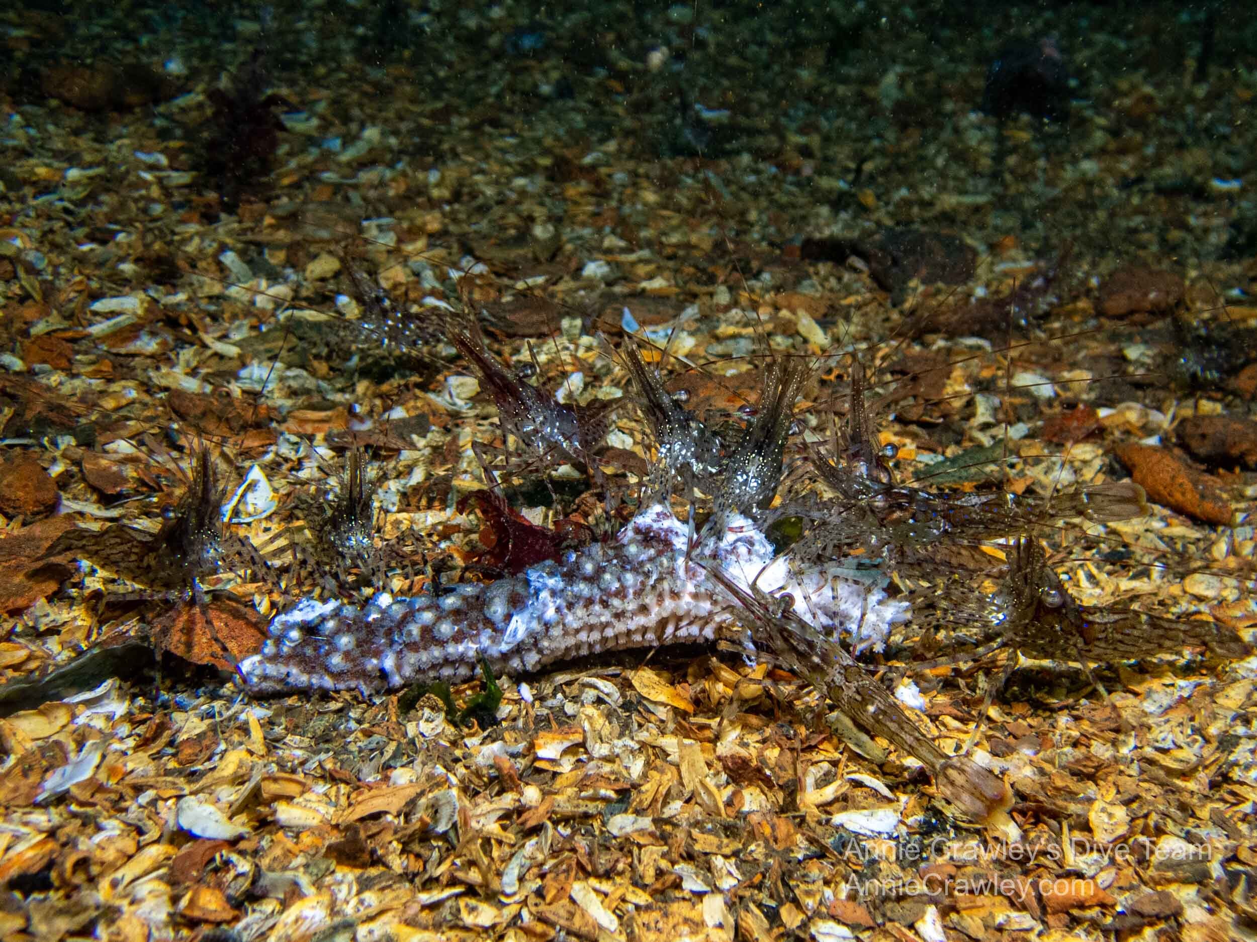 Crazy About Crabs—PNW Crabs—Danny Stephenson Dive Team—Edmonds ...