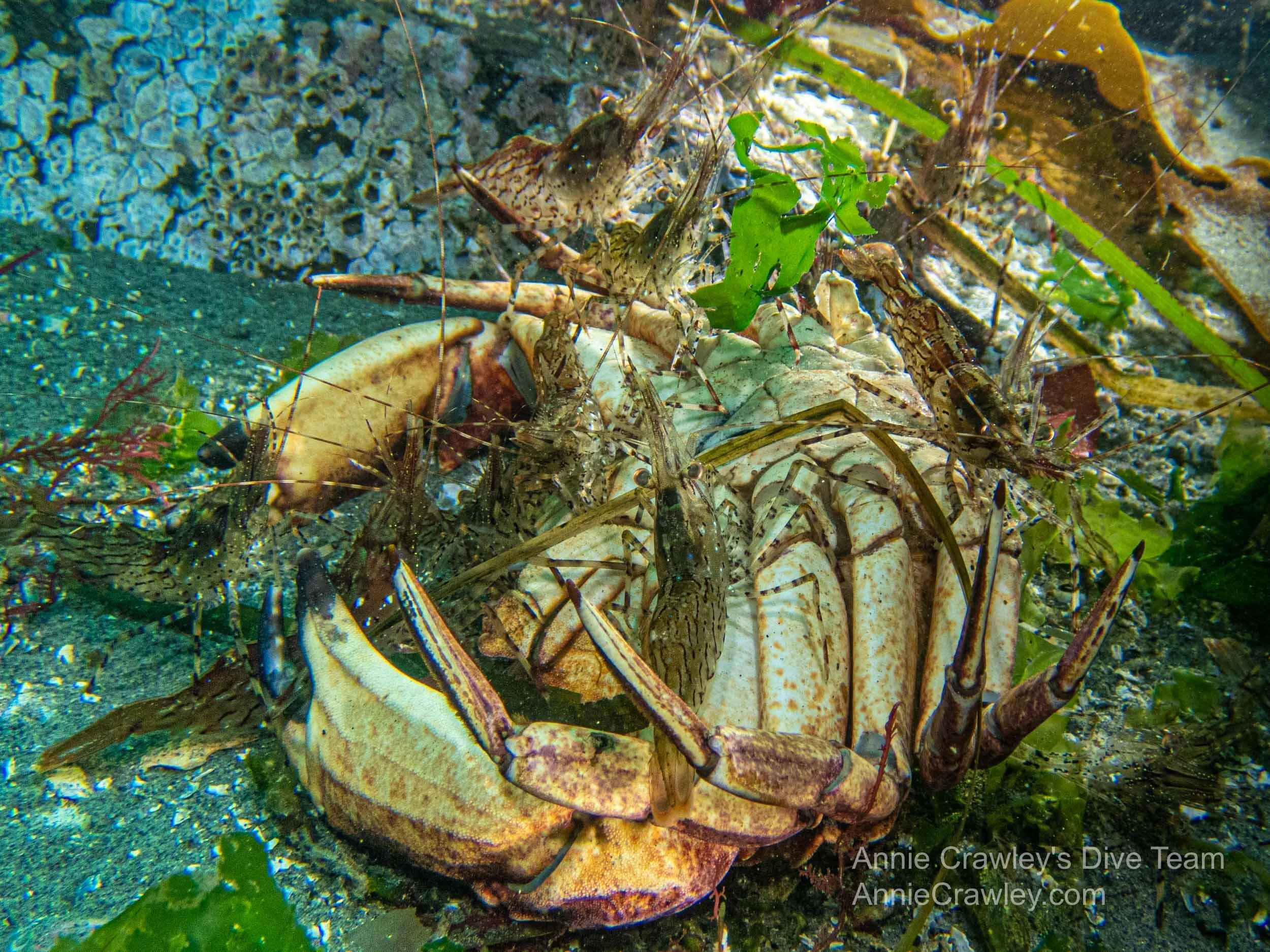 Crazy About Crabs—PNW Crabs—Danny Stephenson Dive Team—Edmonds ...