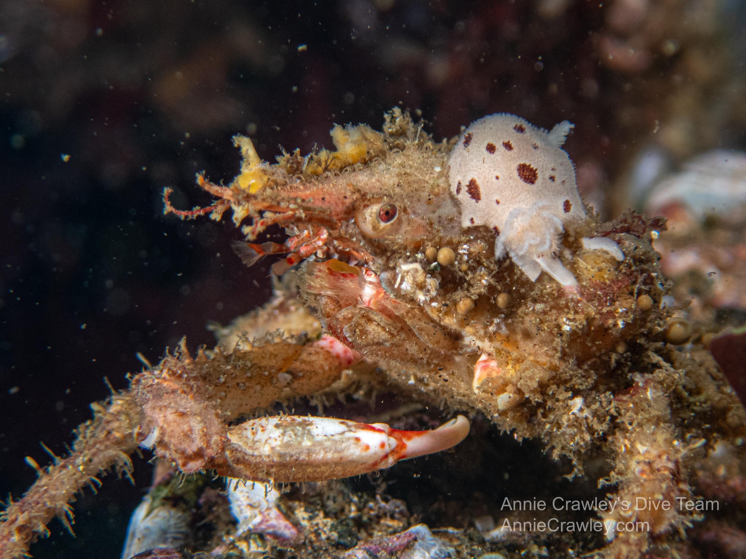 Crazy About Crabs—PNW Crabs—Danny Stephenson Dive Team—Edmonds ...