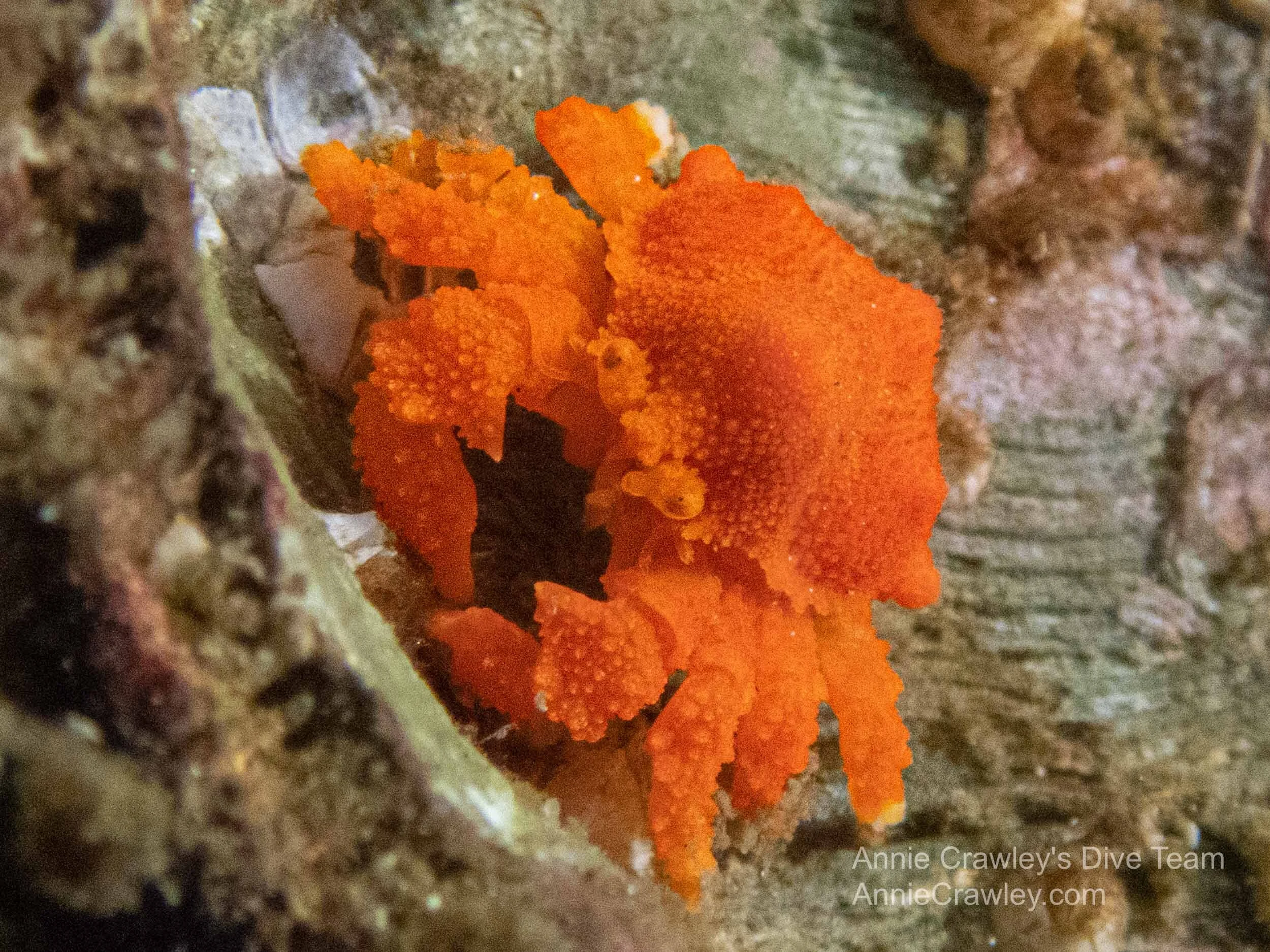 Crazy About Crabs—PNW Crabs—Danny Stephenson Dive Team—Edmonds ...