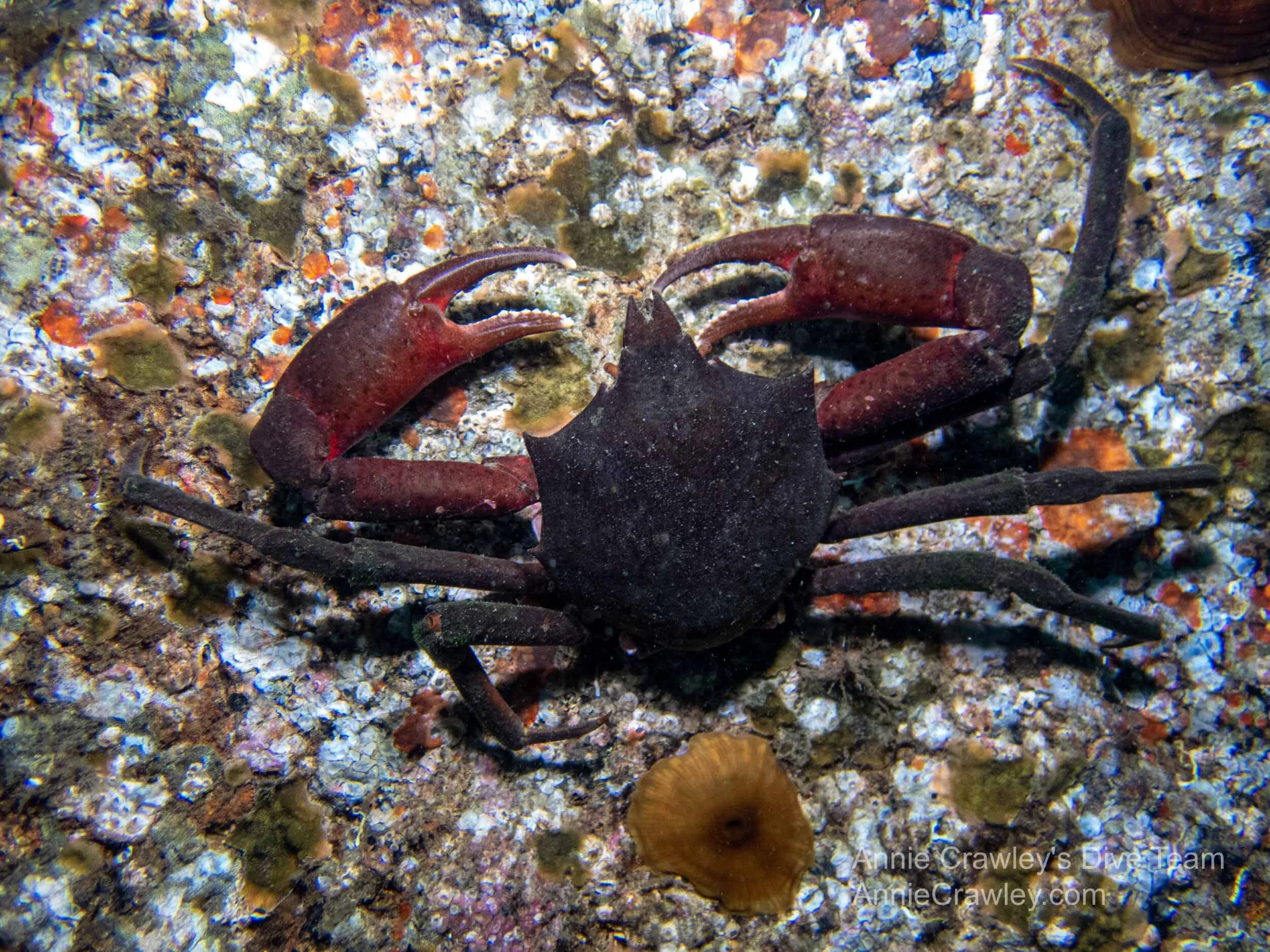 Crazy About Crabs—PNW Crabs—Danny Stephenson Dive Team—Edmonds ...