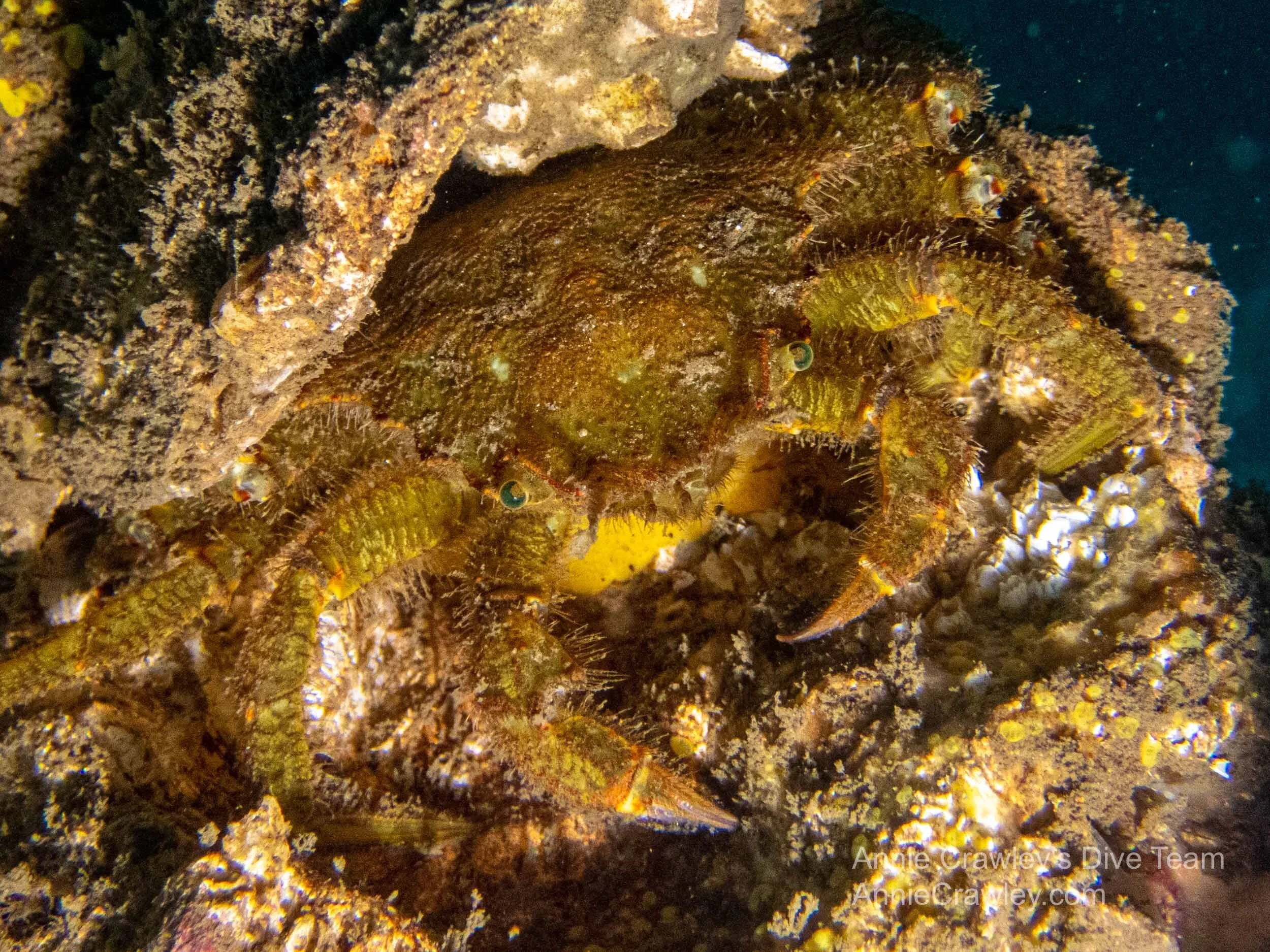 Crazy About Crabs—PNW Crabs—Danny Stephenson Dive Team—Edmonds ...