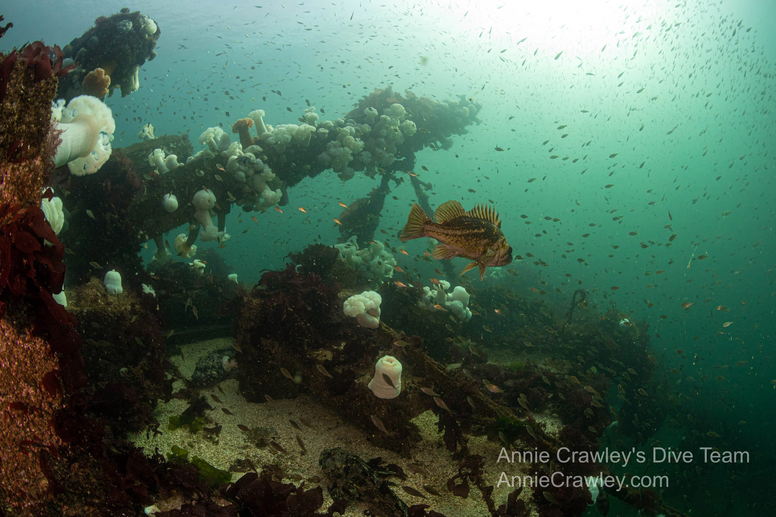 Life at the Lopez Pontoon—PNW Diving—Daniel Dembowy—Underwater ...