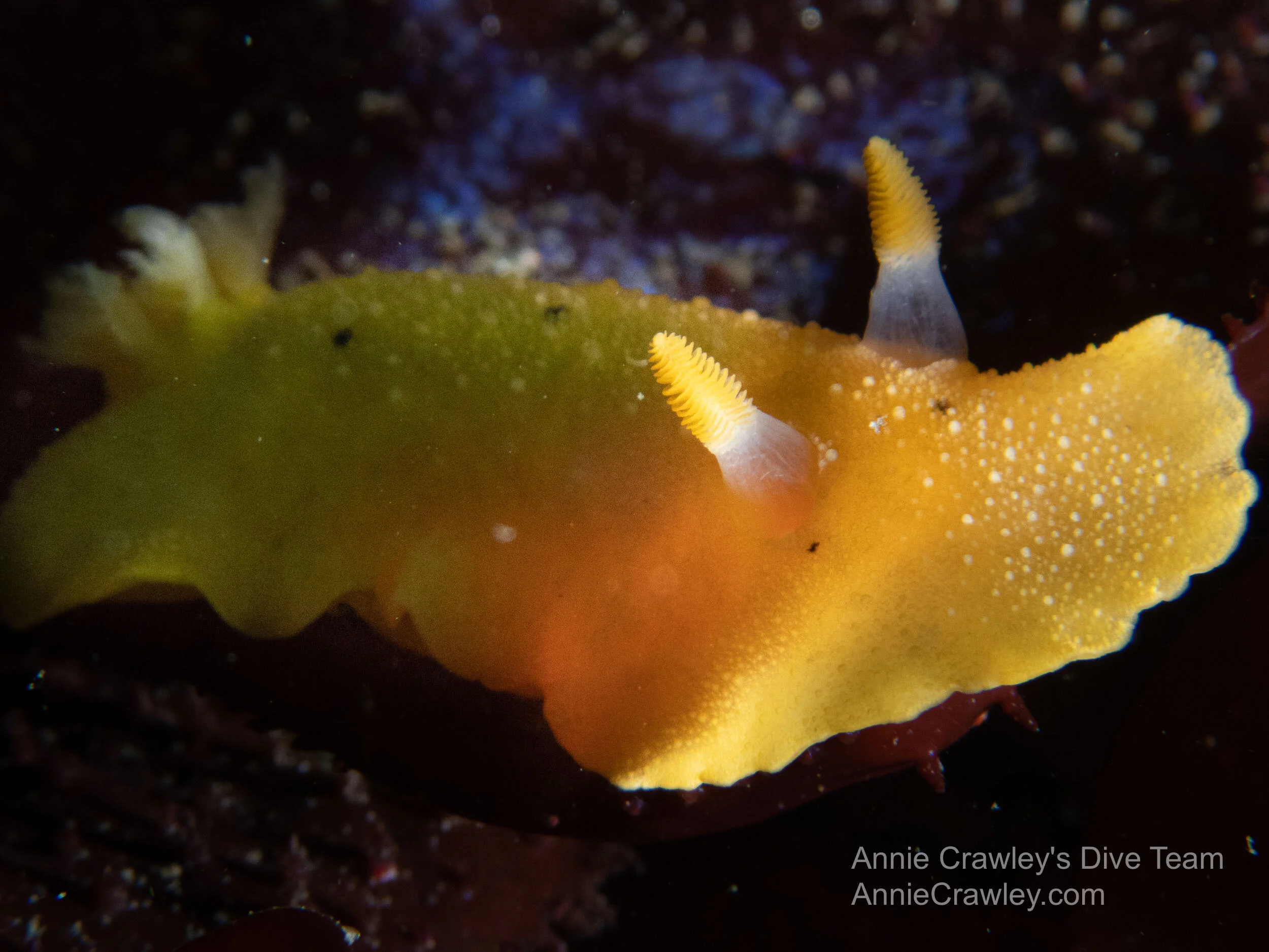 Meet Your Neighbors: Nudibranchs of Edmonds Underwater Park PNW ...
