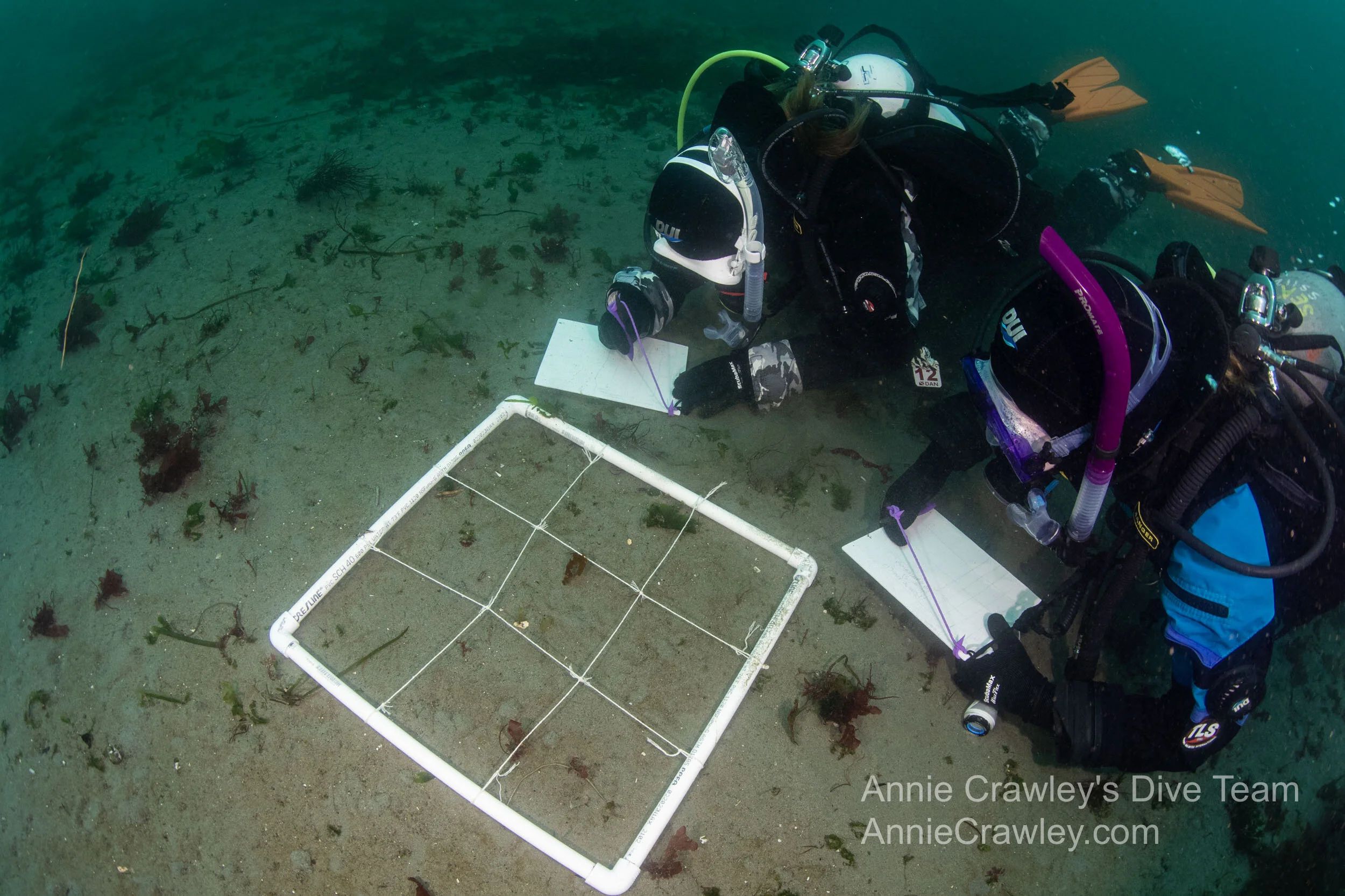 Scientific Diving For Our Future―Eliza Street―PADI Ambassadiver ...