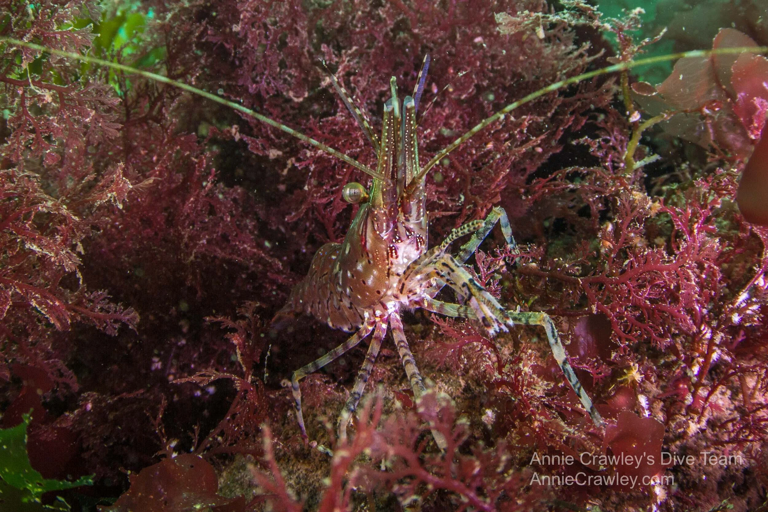 Scientific Diving For Our Future―Eliza Street―PADI Ambassadiver ...