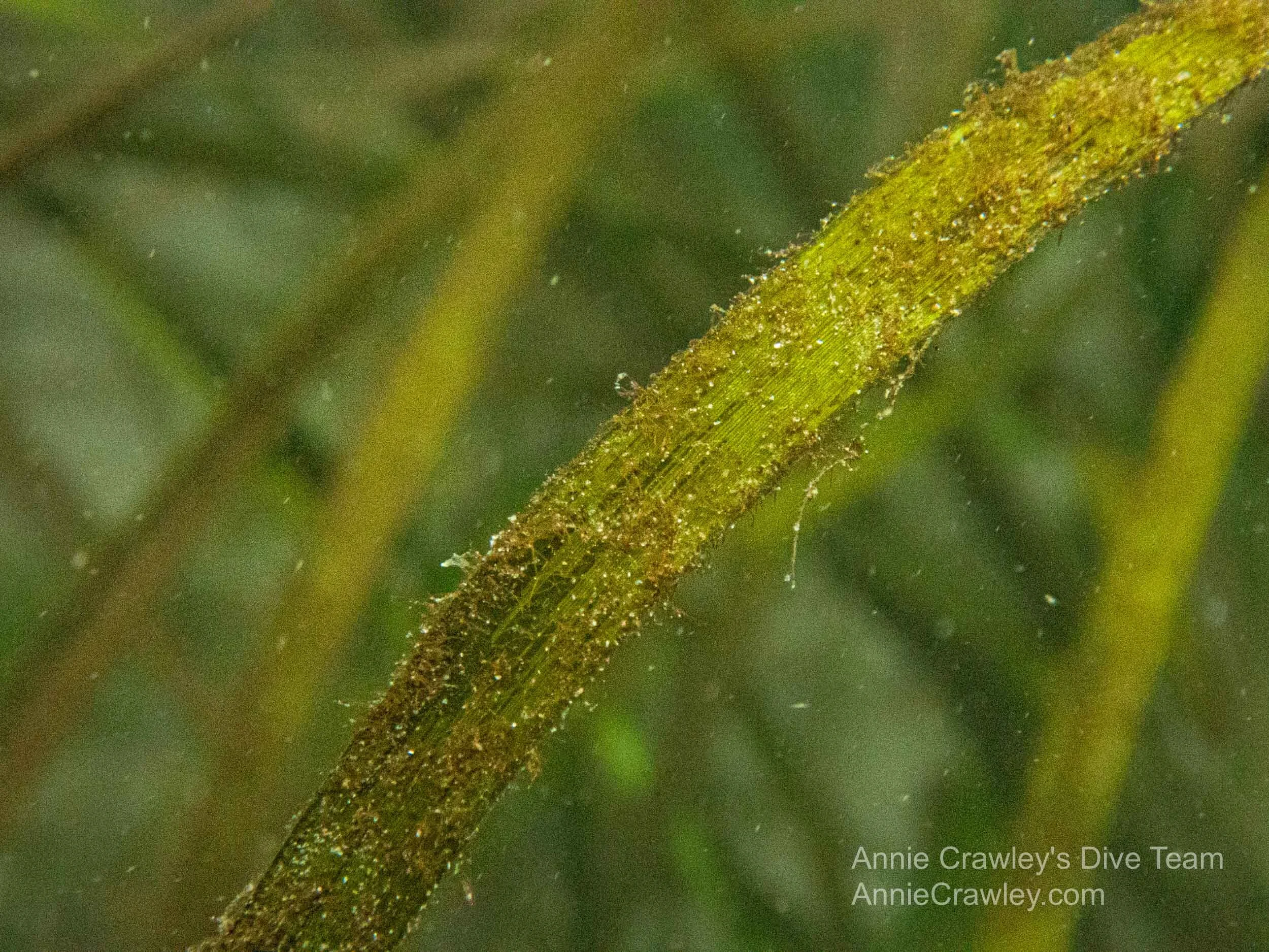 Eelgrass―Zostera marina―Ocean Ecosystems — Edmonds Underwater Park