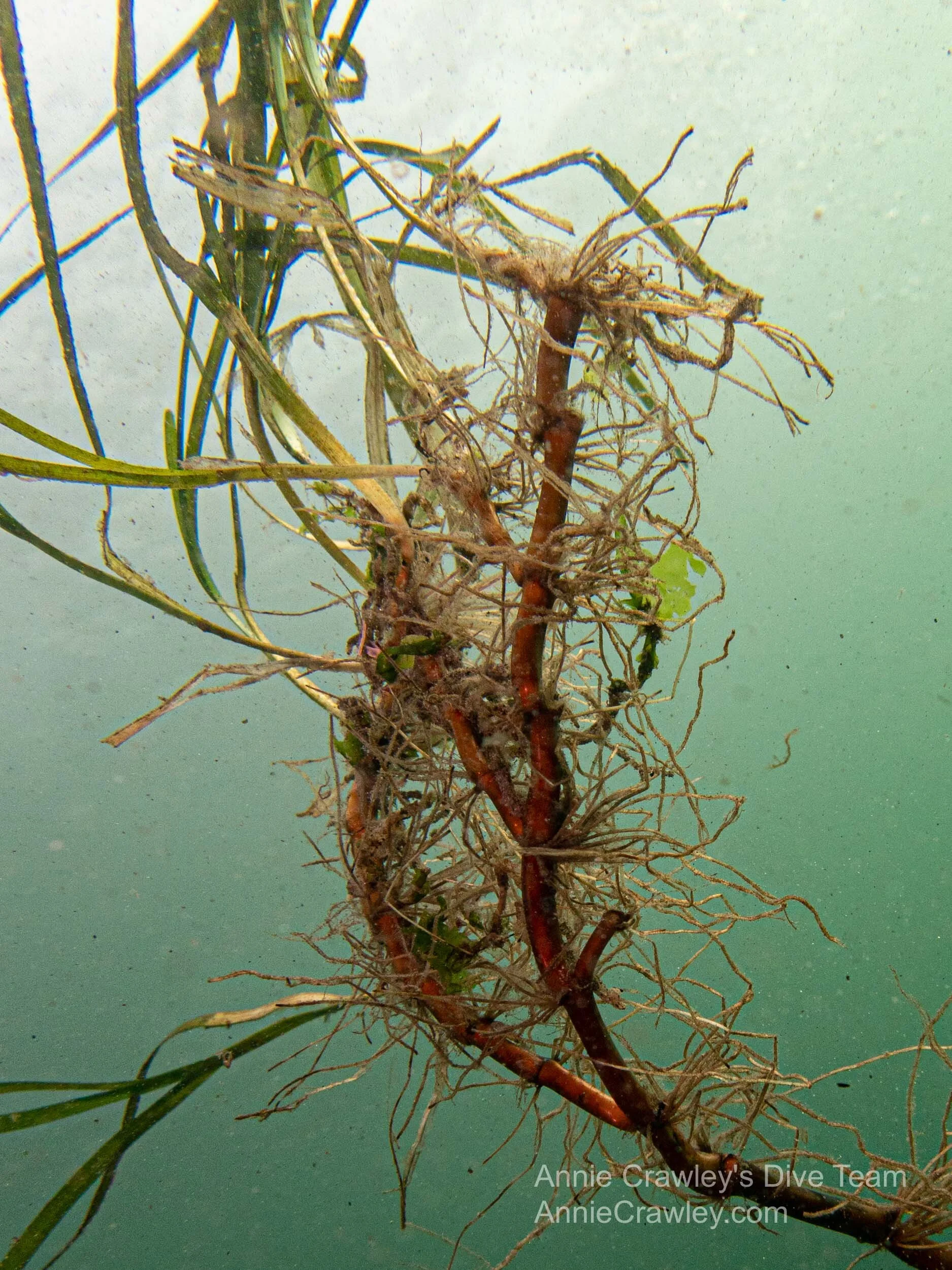 Eelgrass―Zostera marina―Ocean Ecosystems — Edmonds Underwater Park
