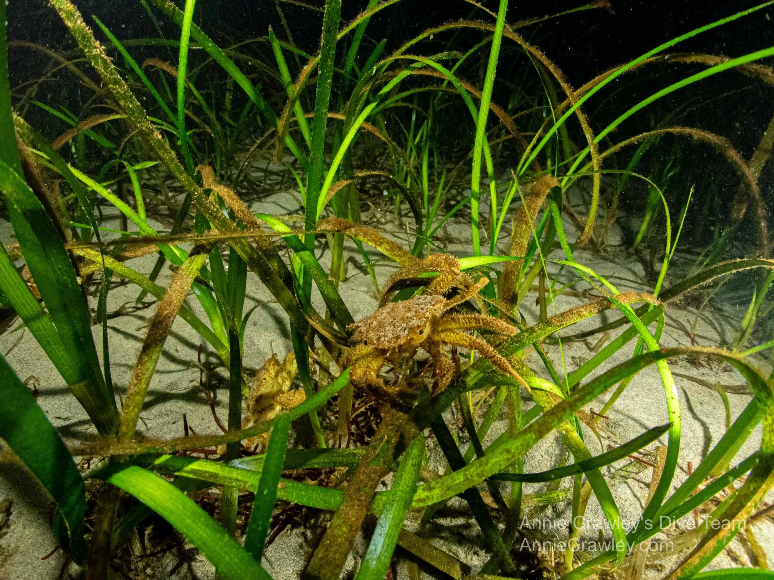 Eelgrass―Zostera marina―Ocean Ecosystems — Edmonds Underwater Park