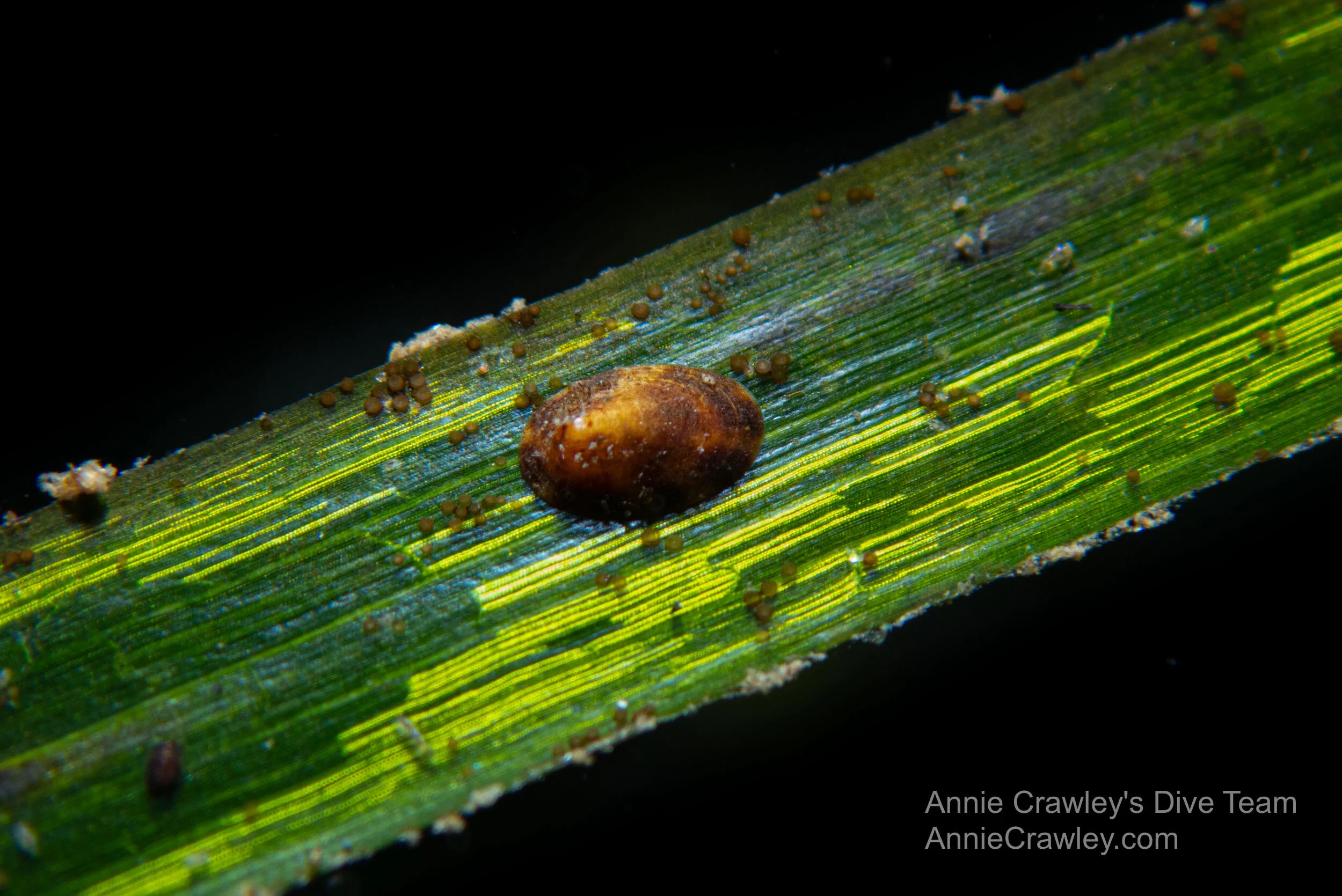 Eelgrass―Zostera marina―Ocean Ecosystems — Edmonds Underwater Park