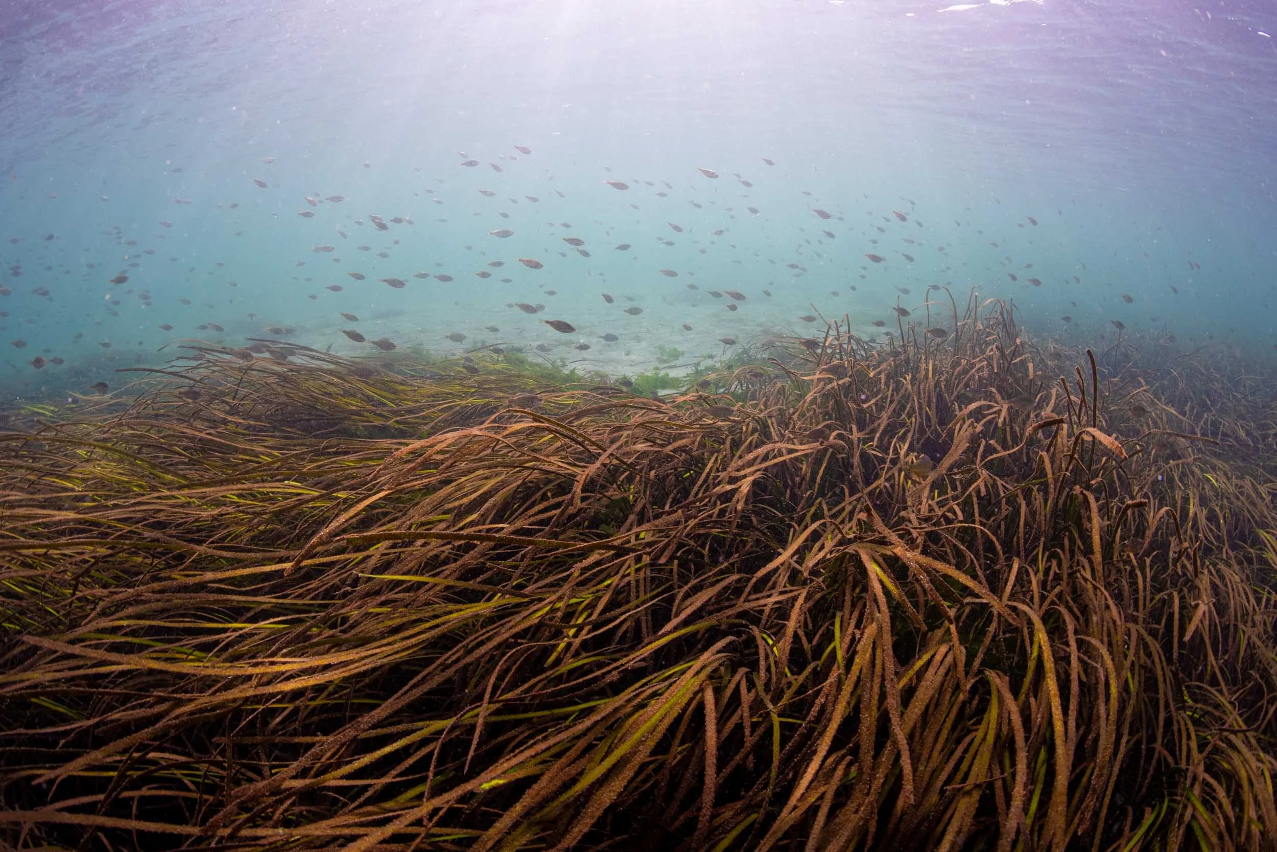 Edmonds Underwater Park