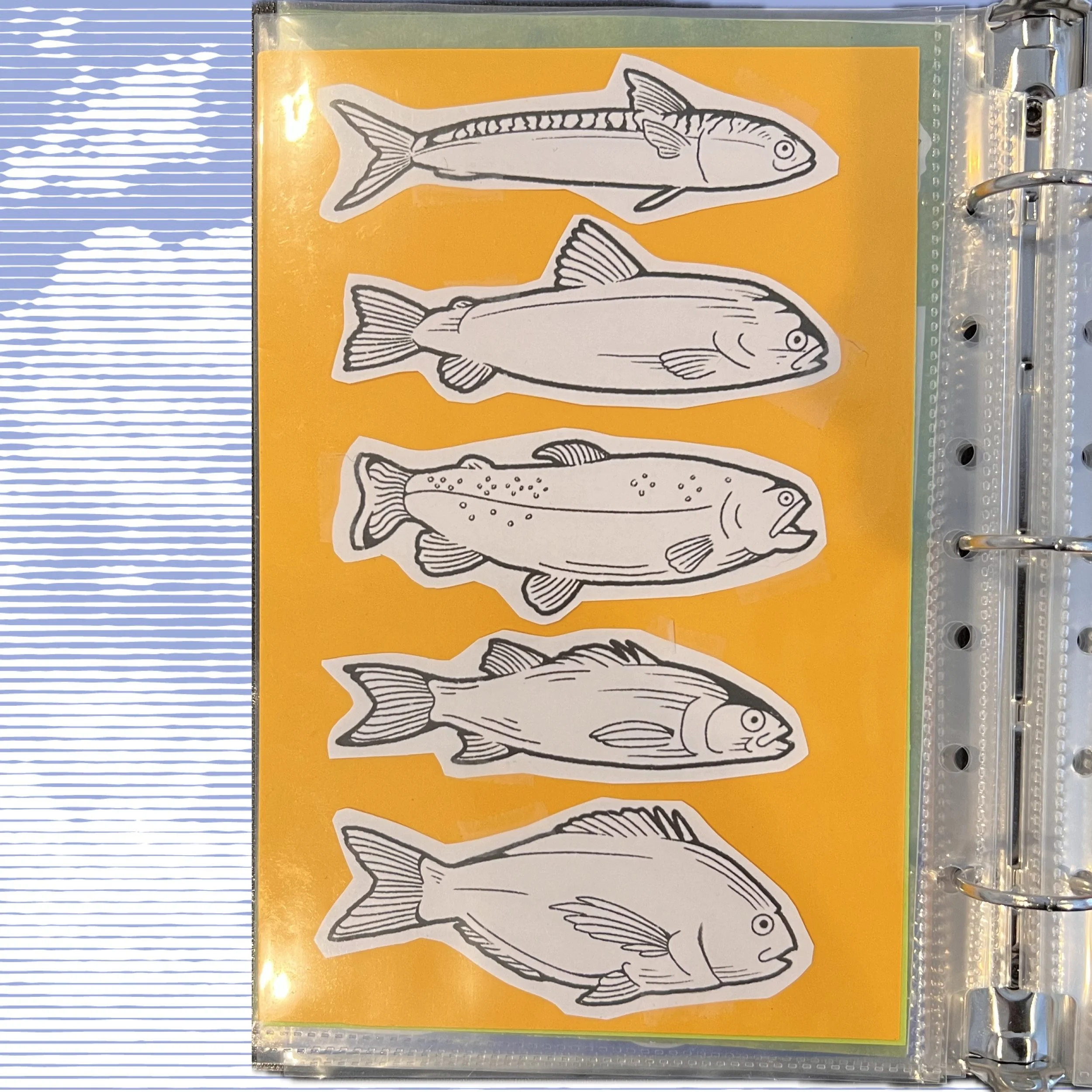 design drop — RACHEL RADIANT