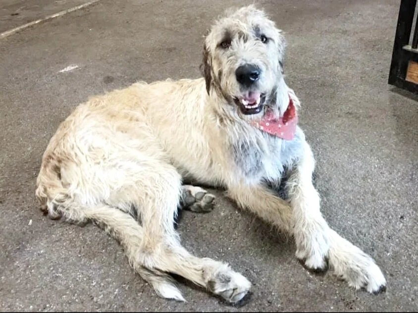 Poodle Irish Wolfhound Mix
