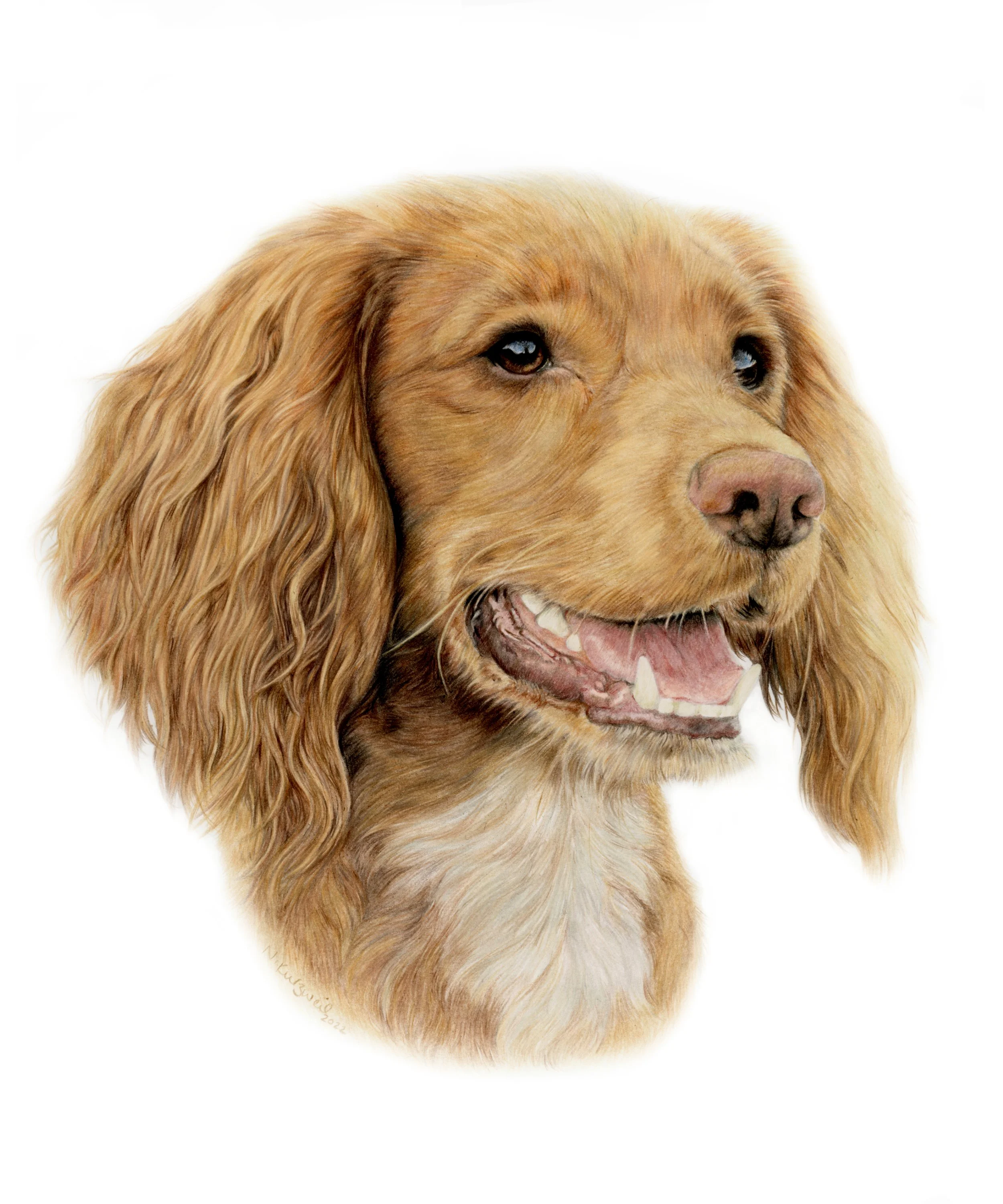 Gallery — The Fine Art of Animal Portraiture