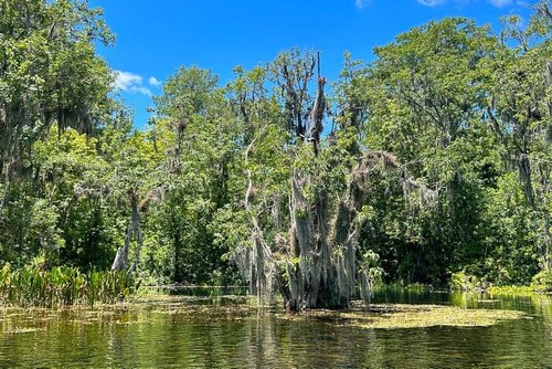 10 Prettiest Natural Springs in Florida to Swim and Kayak — Nomads in ...