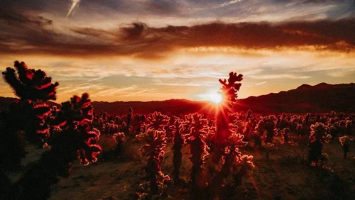 5 Epic Joshua Tree Sunset Spots (+Hidden Gems & Best for Milky Way ...