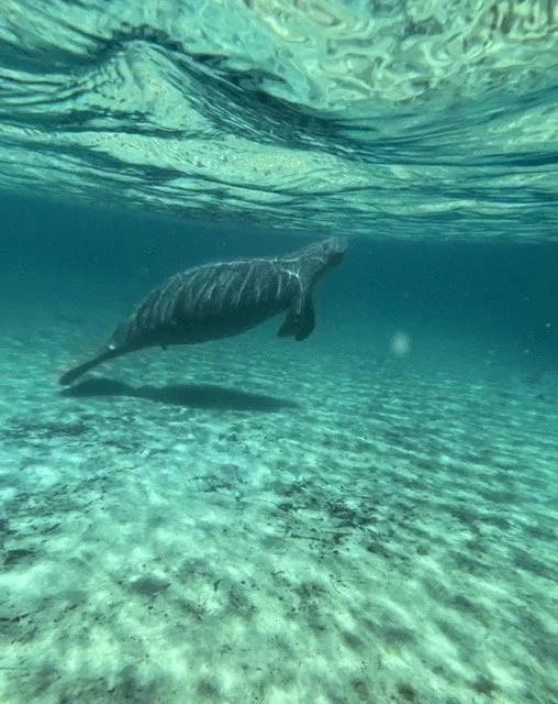A Perfect Day at Silver Glen Springs Florida (+Swim with Manatees ...