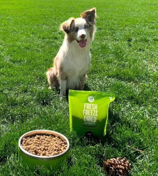 Must-Have Camp Gear for Dogs — Nomads in Nature