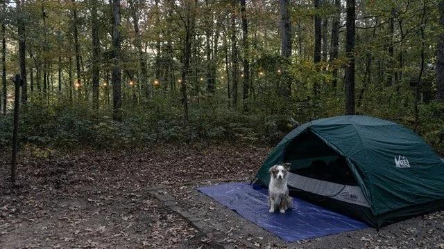 Best Dog Camping Gear for a Happy Dog — Nomads in Nature