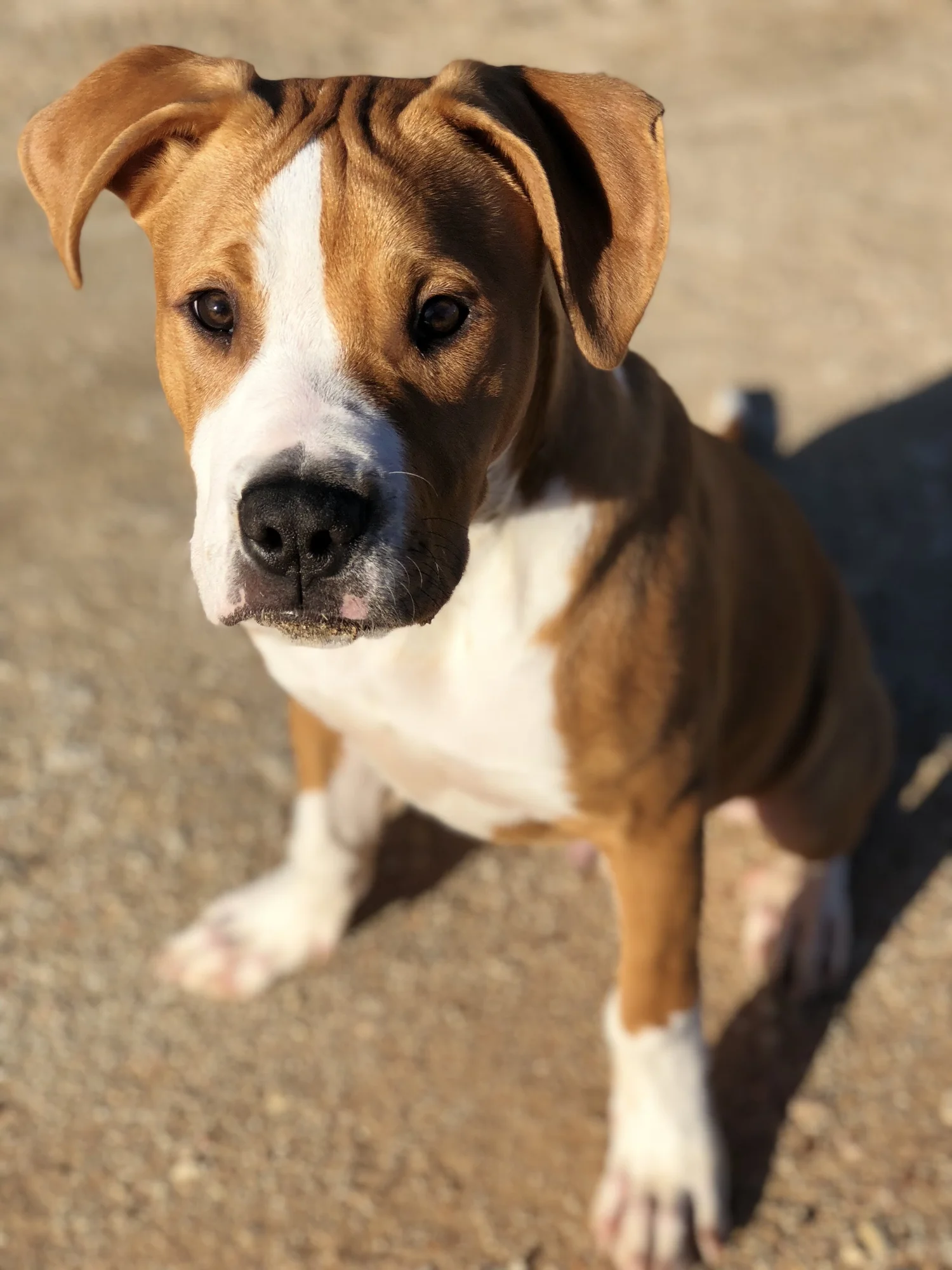 Country Barn Dog Kennel LLC