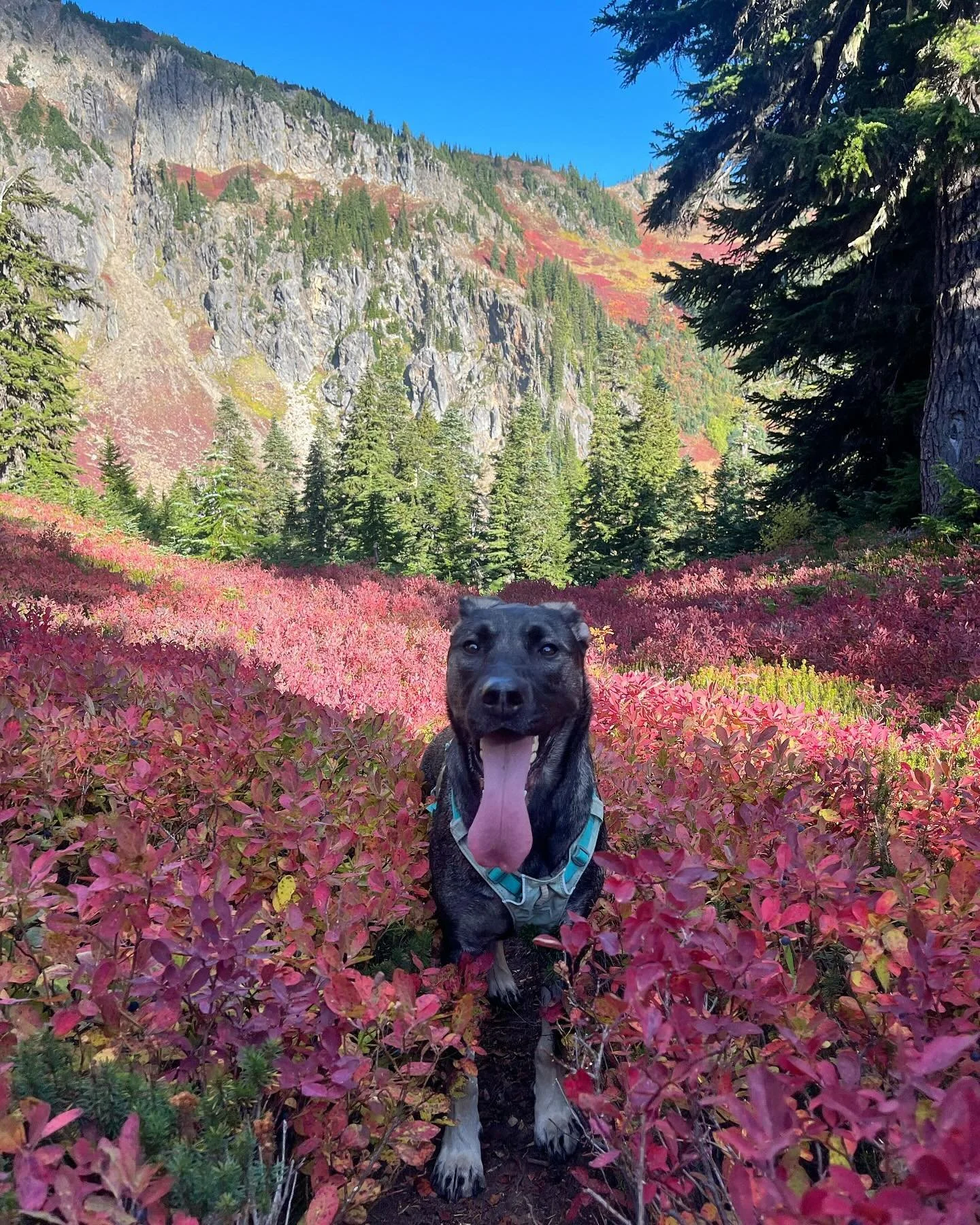 Colchuck Consignment