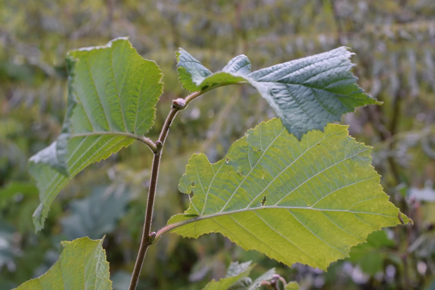 ZeroFox Tree Crops: Edible Perennial Plant Nursery