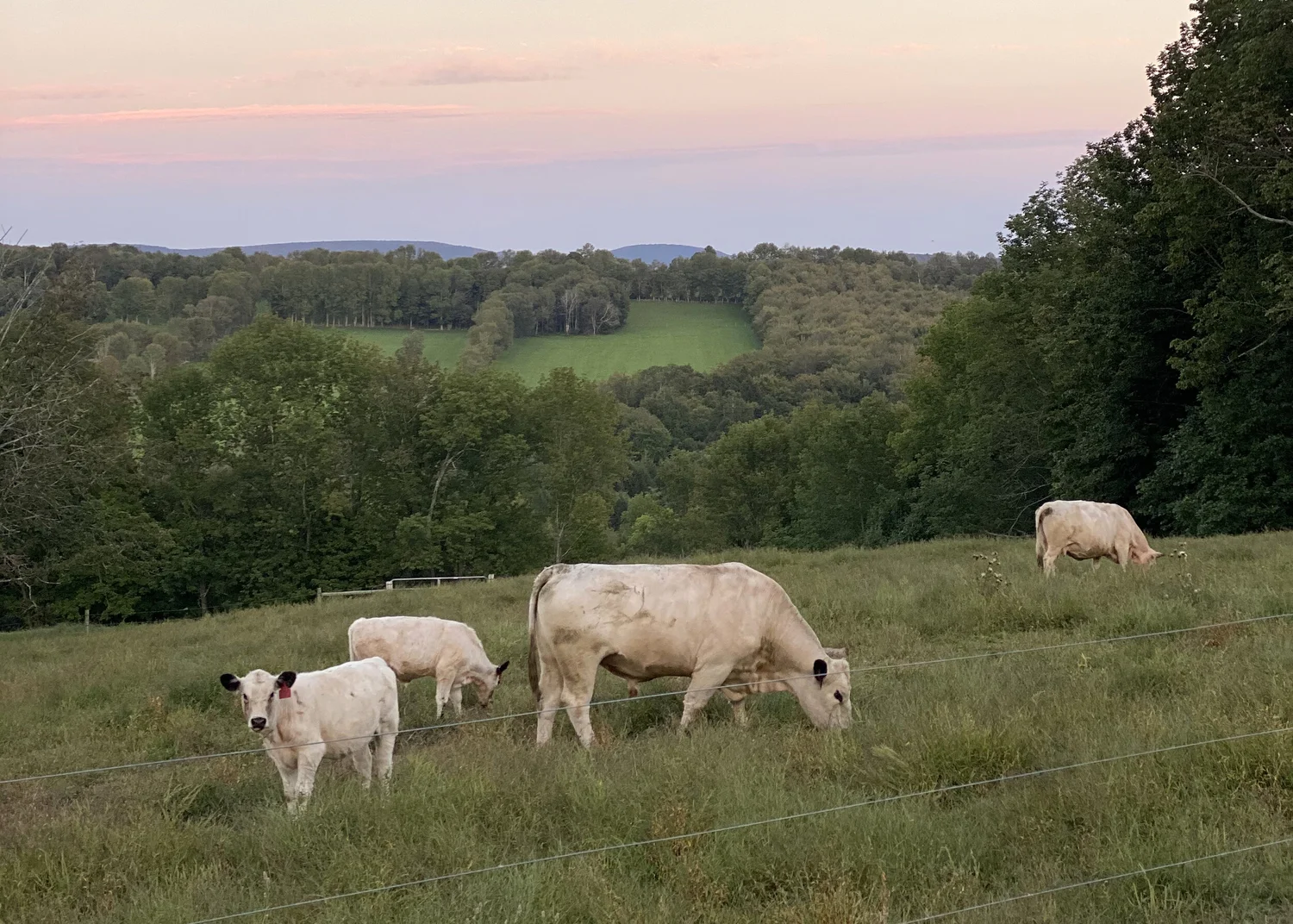Hilly Acres Farm
