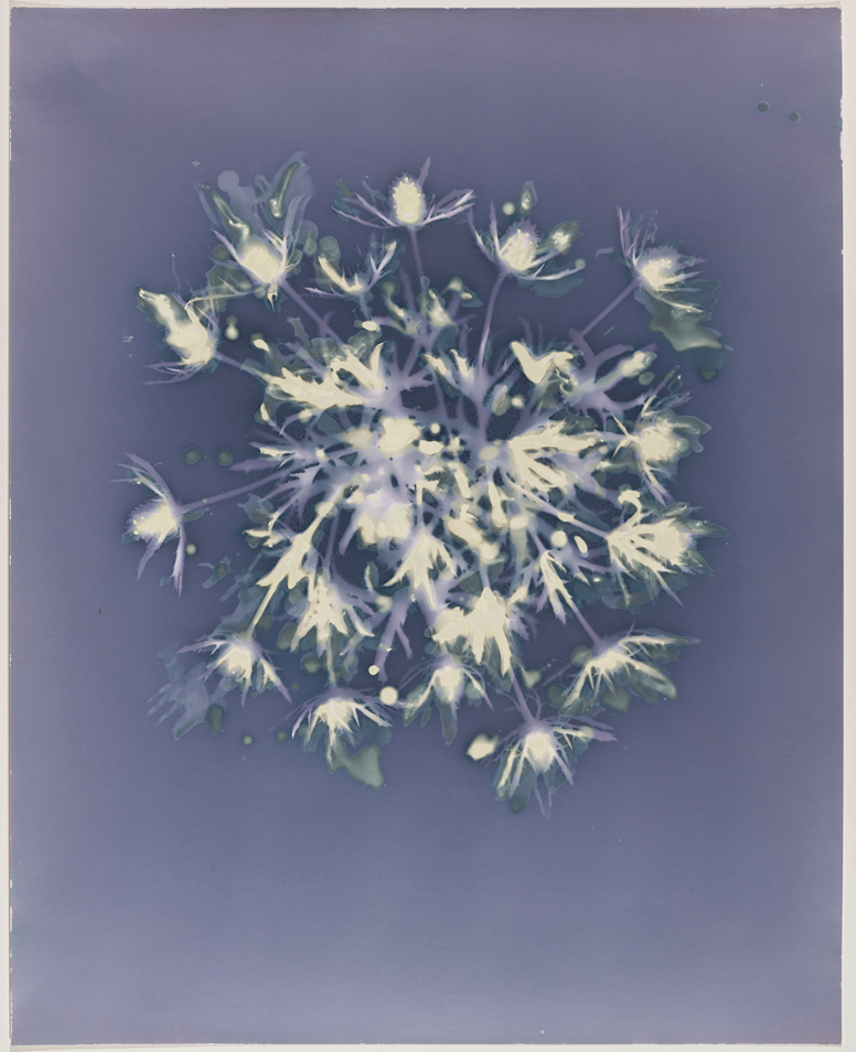 Feature Artist: Anne Arden McDonald — Candela Books + Gallery