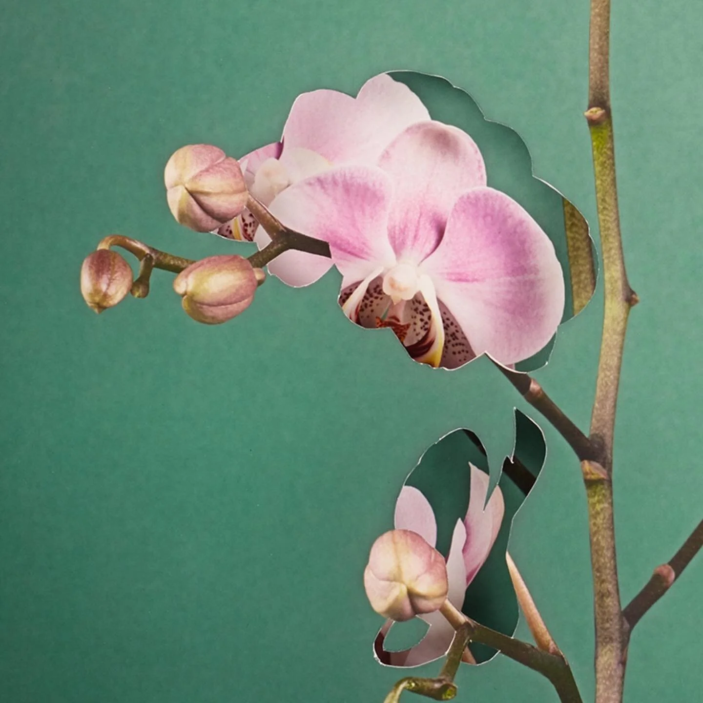 Candela Books + Gallery