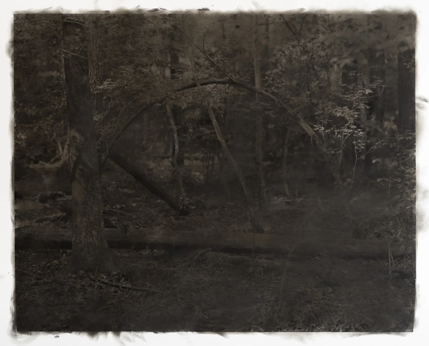 VERNAL | Artist Talk: Caroline Minchew — Candela Books + Gallery