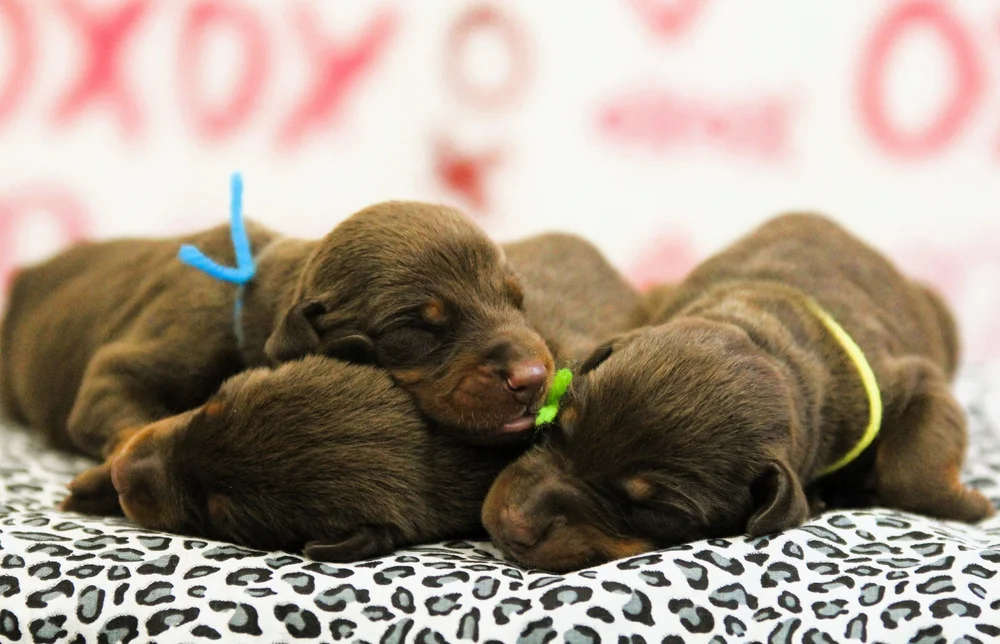 Elitehaus- Top Doberman Breeder