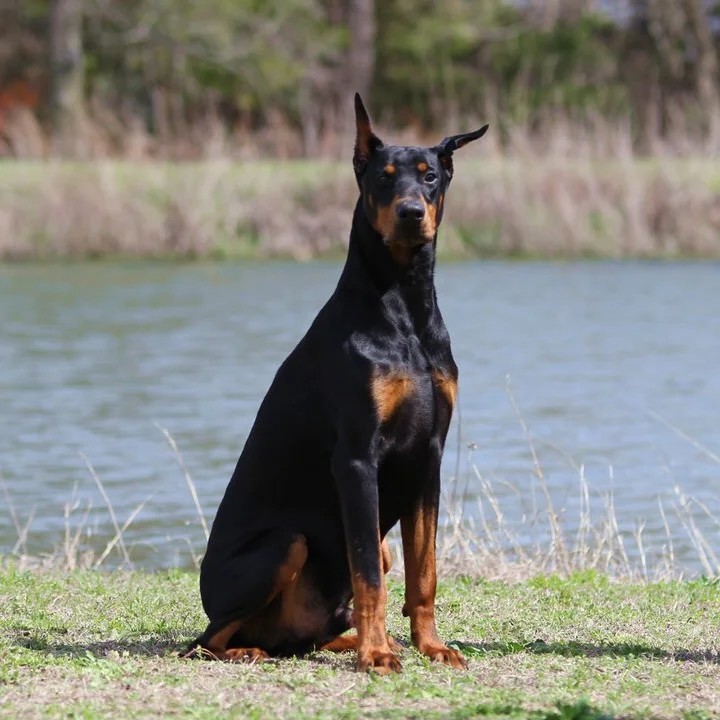 How Much Does A Doberman Pinscher Sell For
