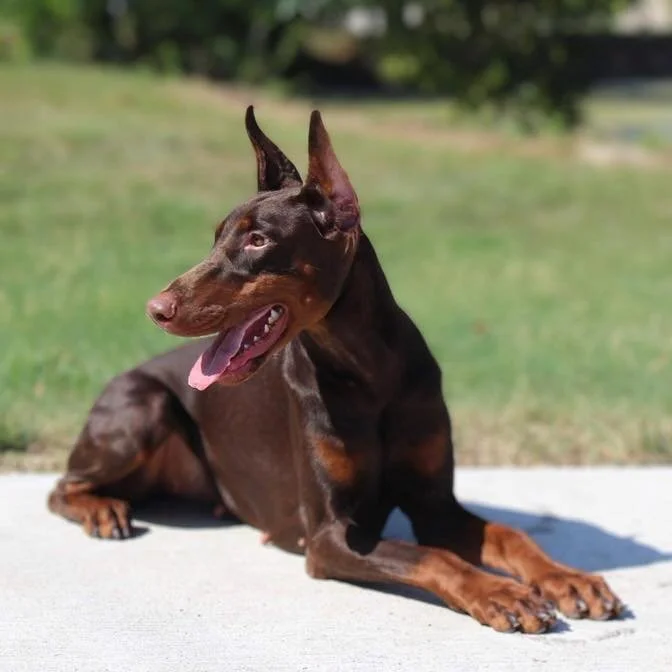 Chocolate Doberman