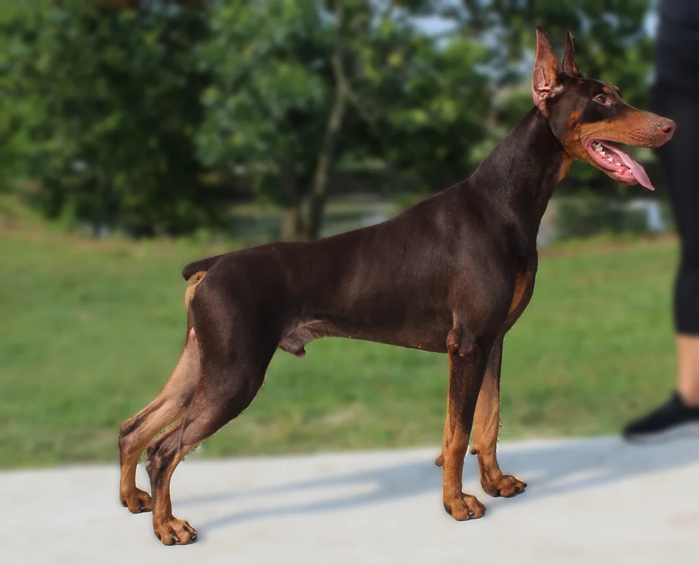 Elitehaus- Top Doberman Breeder