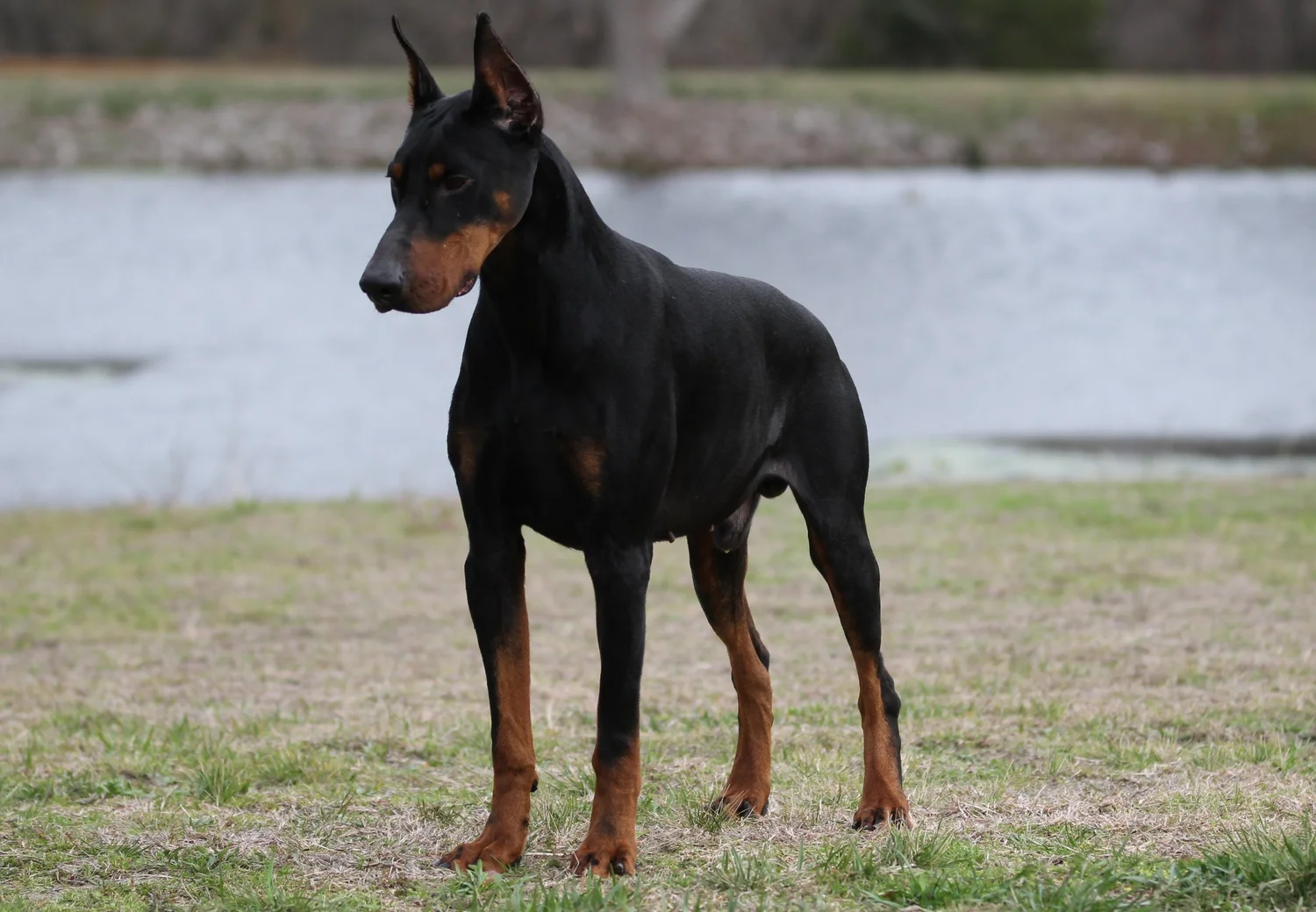 Elitehaus- Top Doberman Breeder