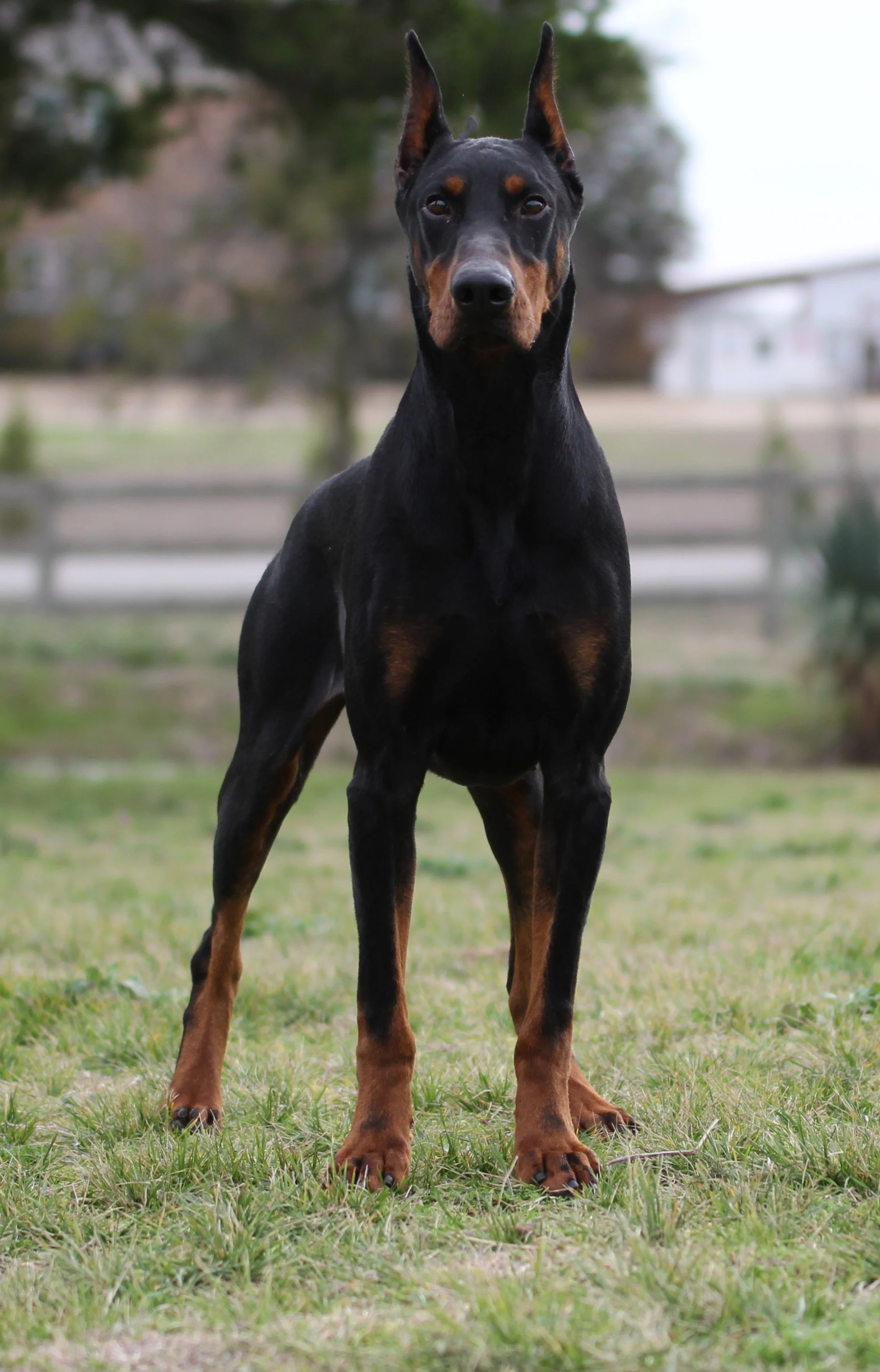 Elitehaus- Top Doberman Breeder