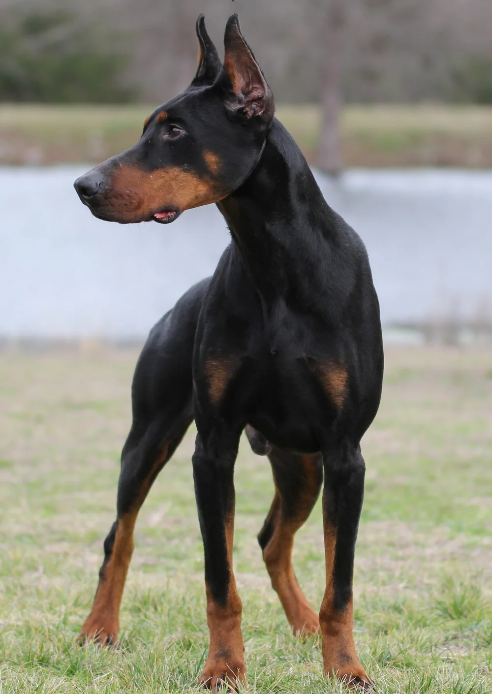 Elitehaus- Top Doberman Breeder