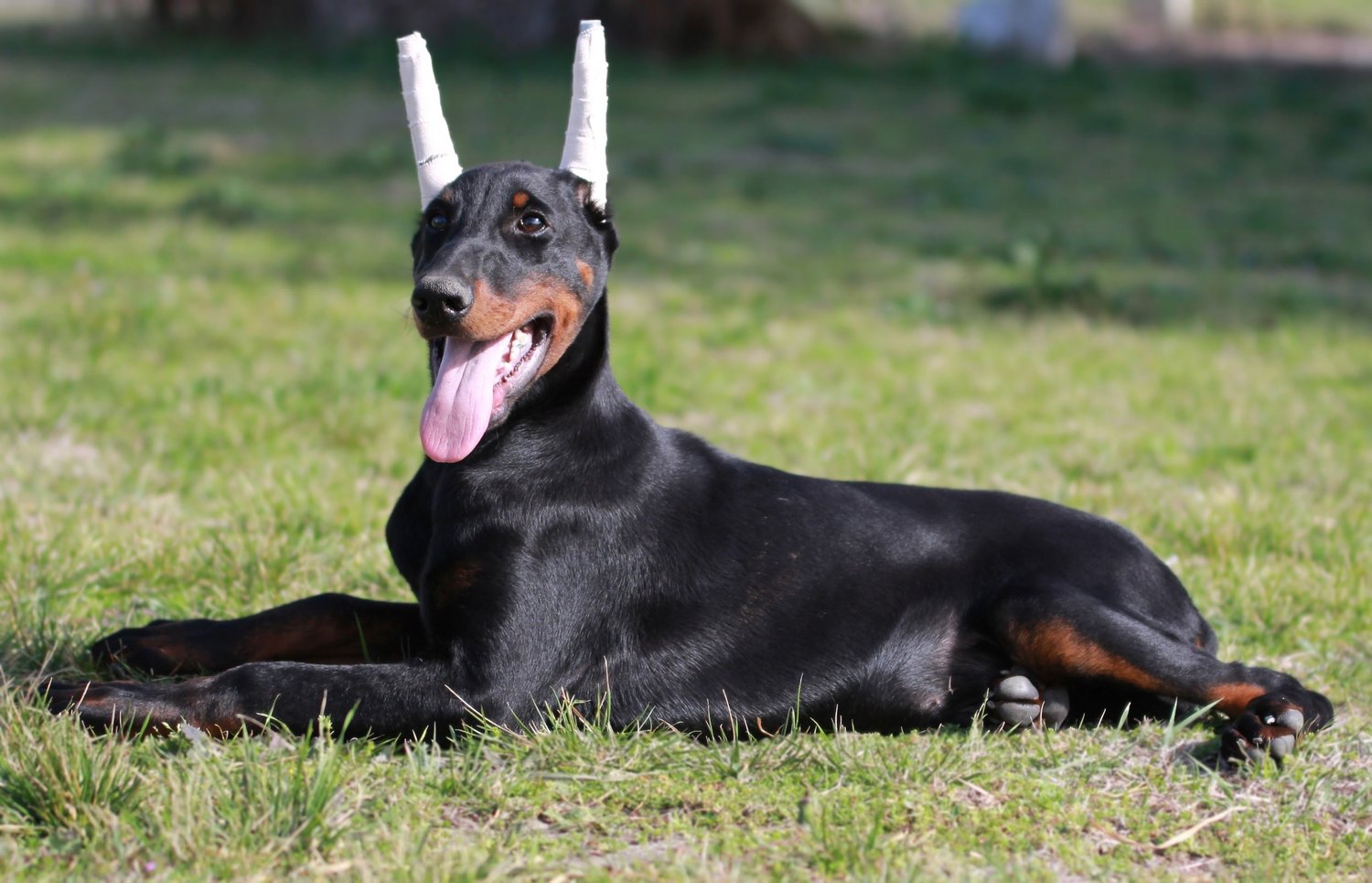 Elitehaus- Top Doberman Breeder
