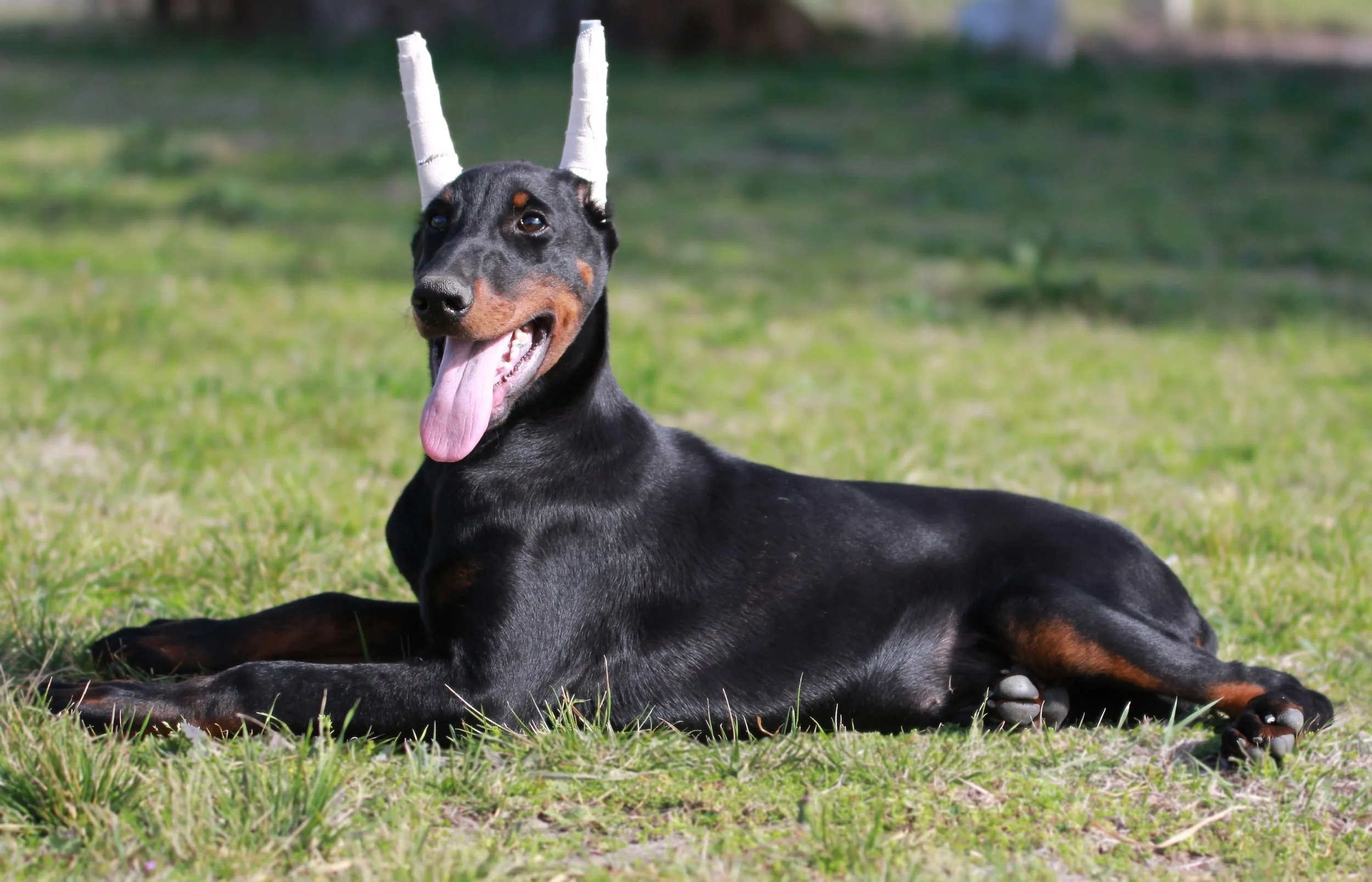 Elitehaus- Top Doberman Breeder