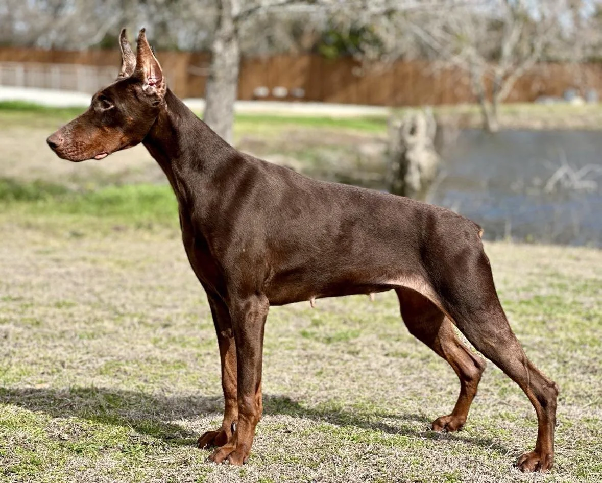 Elitehaus- Top Doberman Breeder