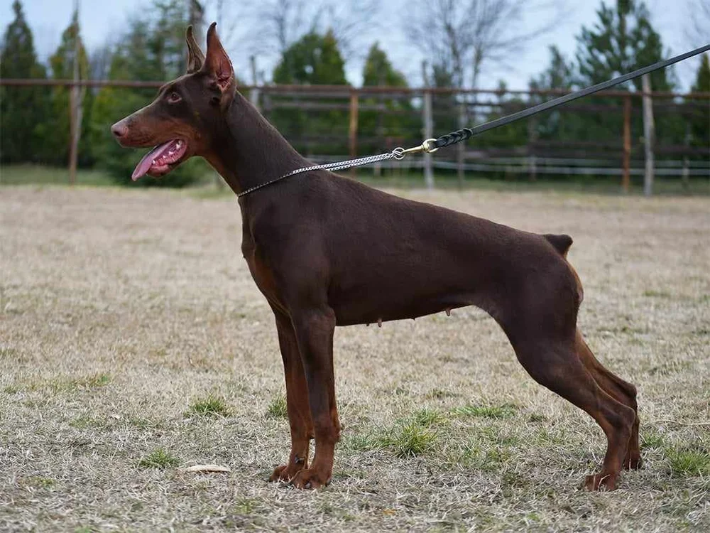 Elitehaus- Top Doberman Breeder