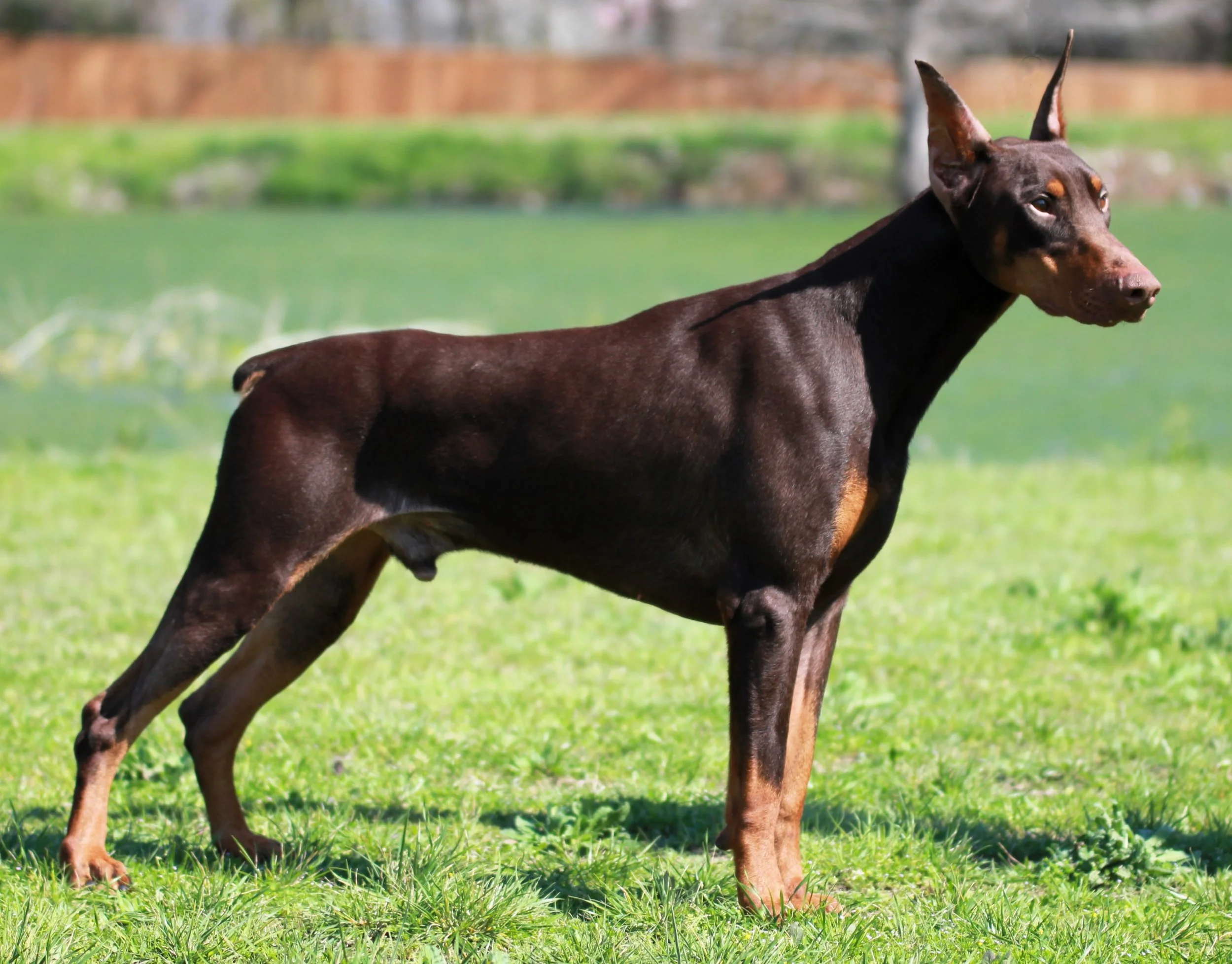 Elitehaus- Top Doberman Breeder