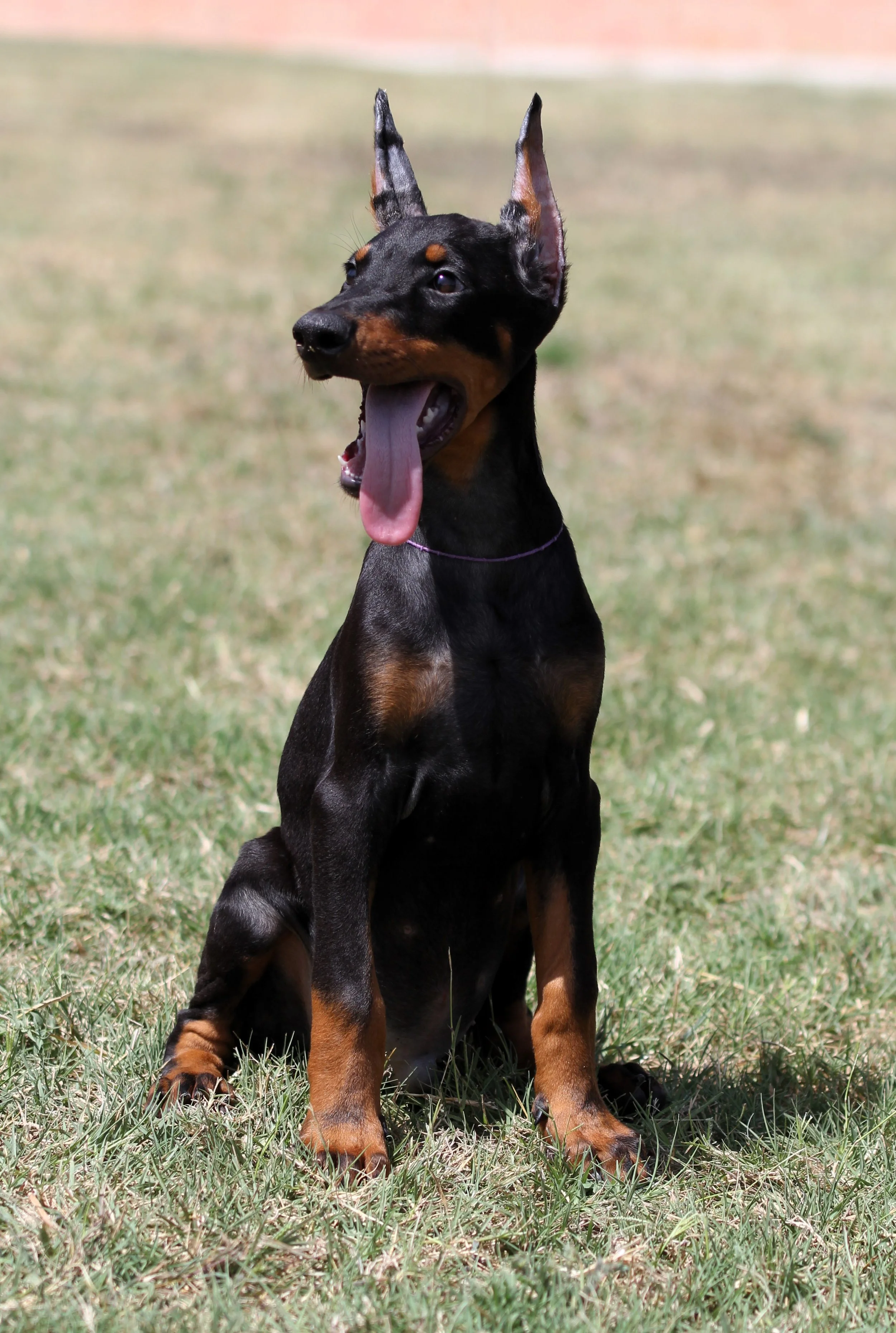 Elitehaus- Top Doberman Breeder