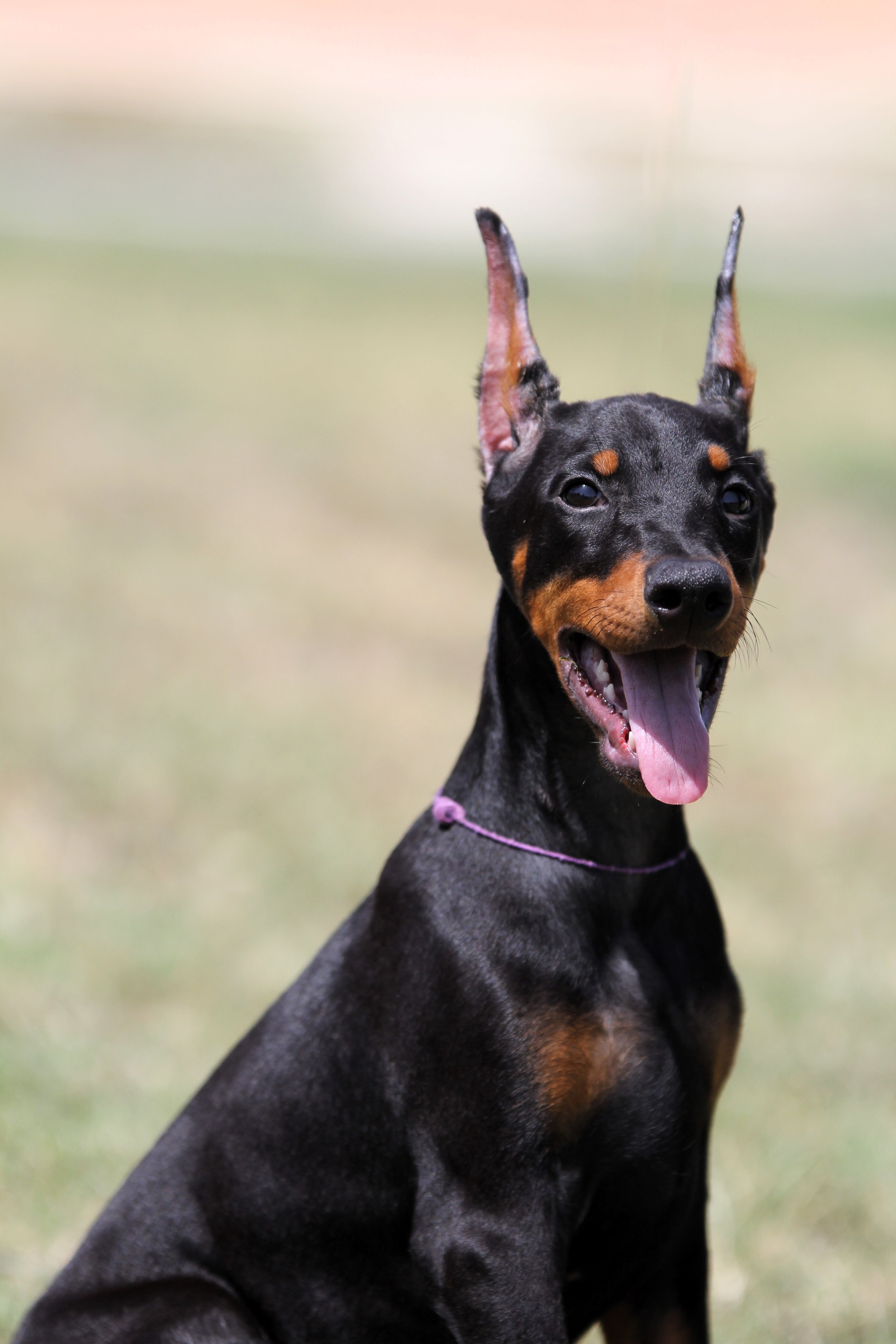Elitehaus- Top Doberman Breeder