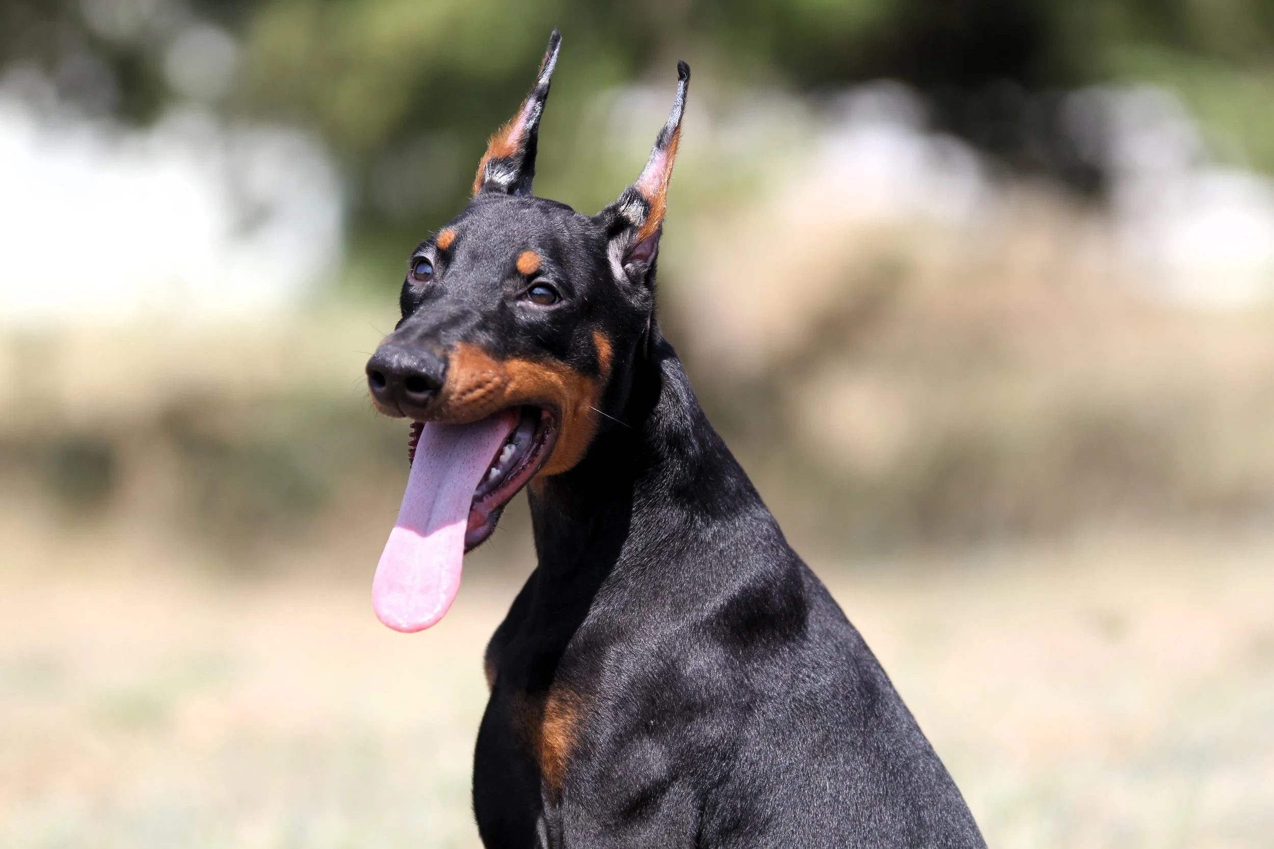 Elitehaus- Top Doberman Breeder