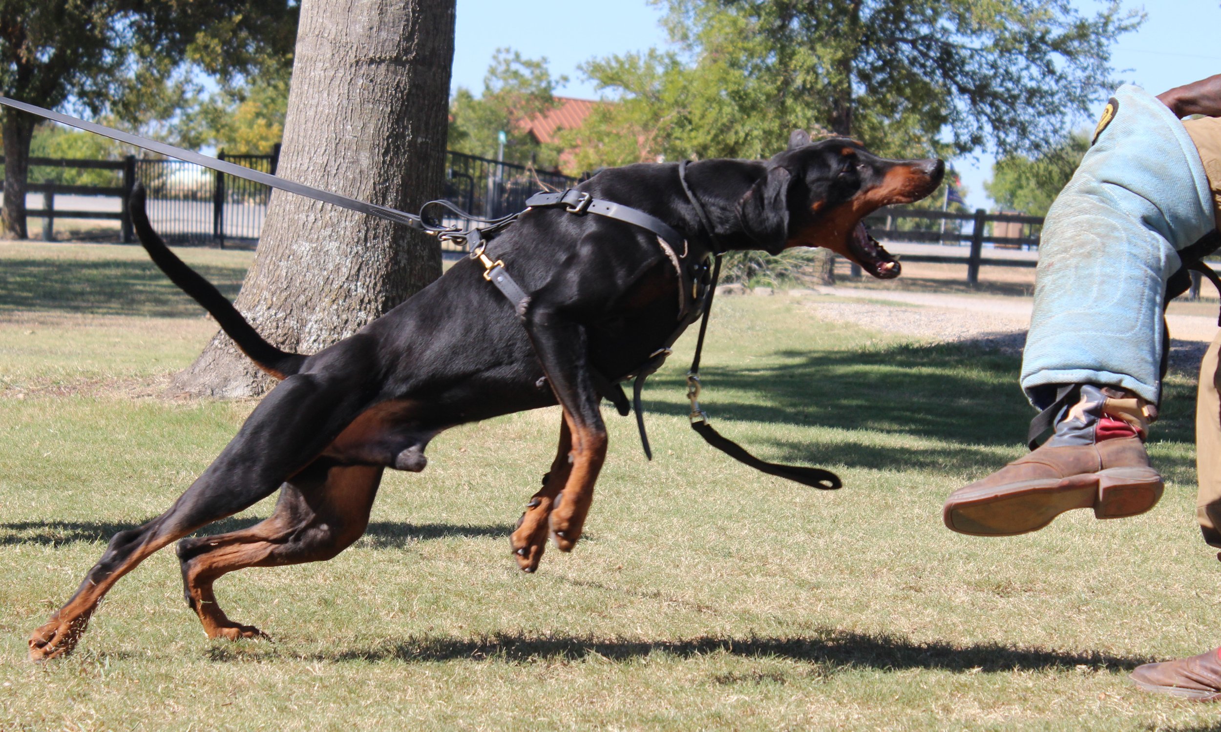 Elitehaus- Top Doberman Breeder