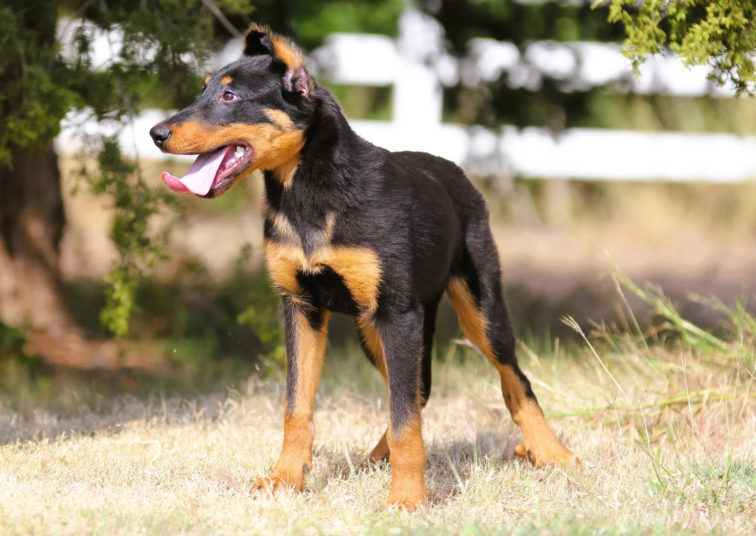 Elitehaus- Top Doberman Breeder