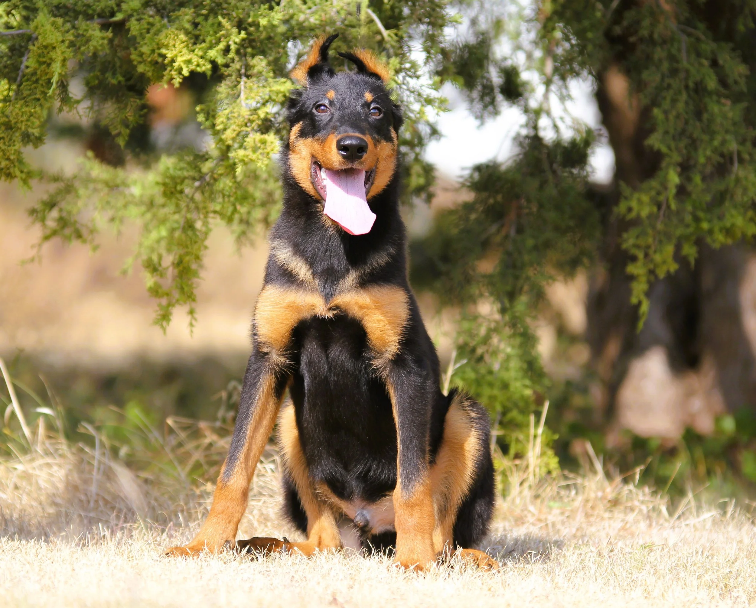 Elitehaus- Top Doberman Breeder