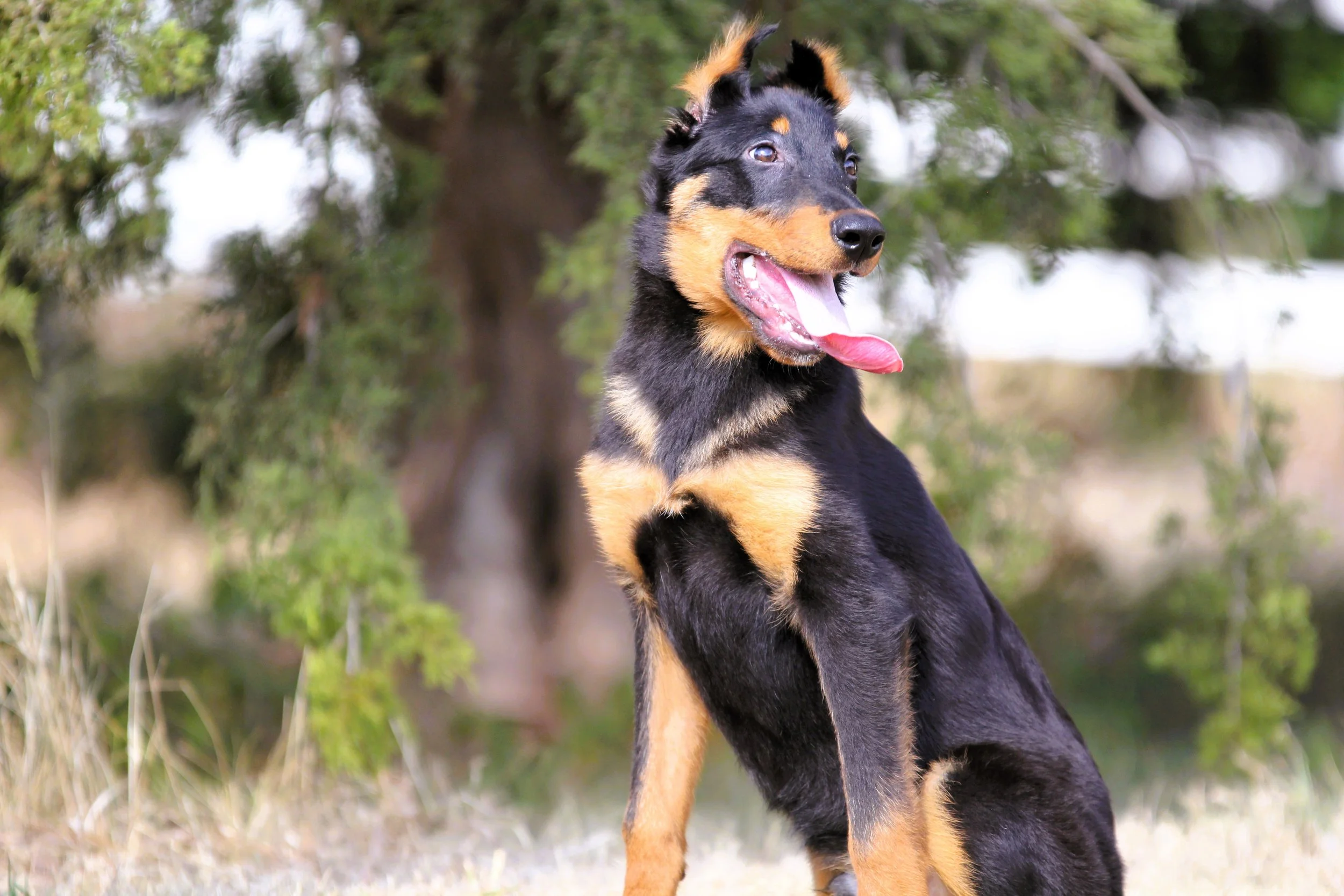 Elitehaus- Top Doberman Breeder